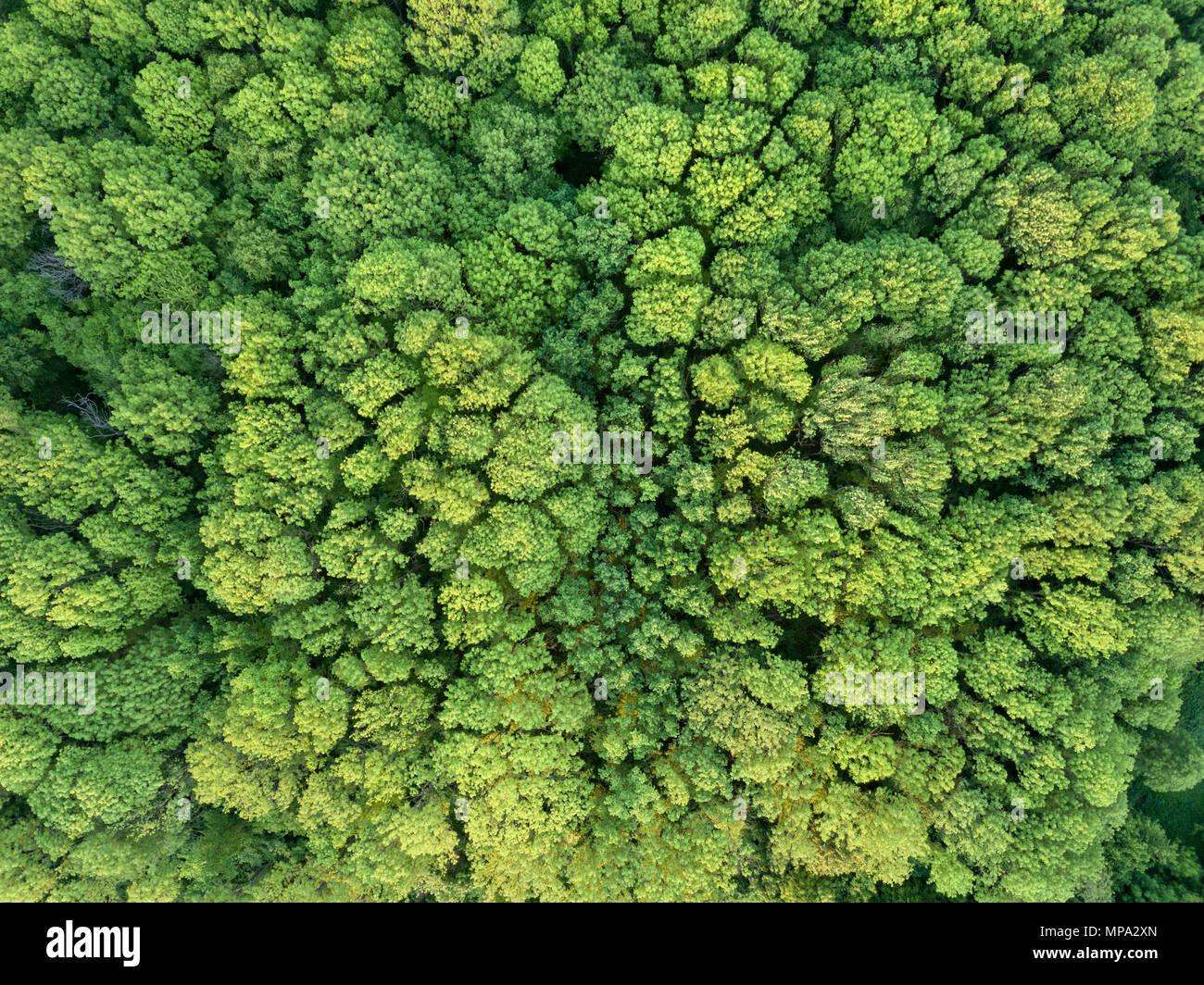 Top view of the forest. Nature background. Photo from the drone Stock ...