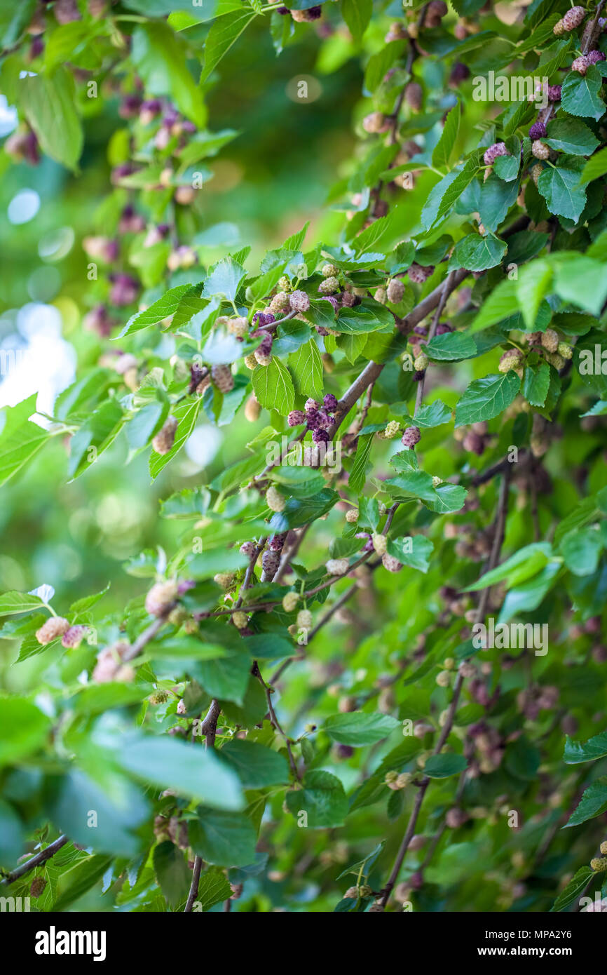 Mulberry fruits growing on tree hi-res stock photography and images - Alamy