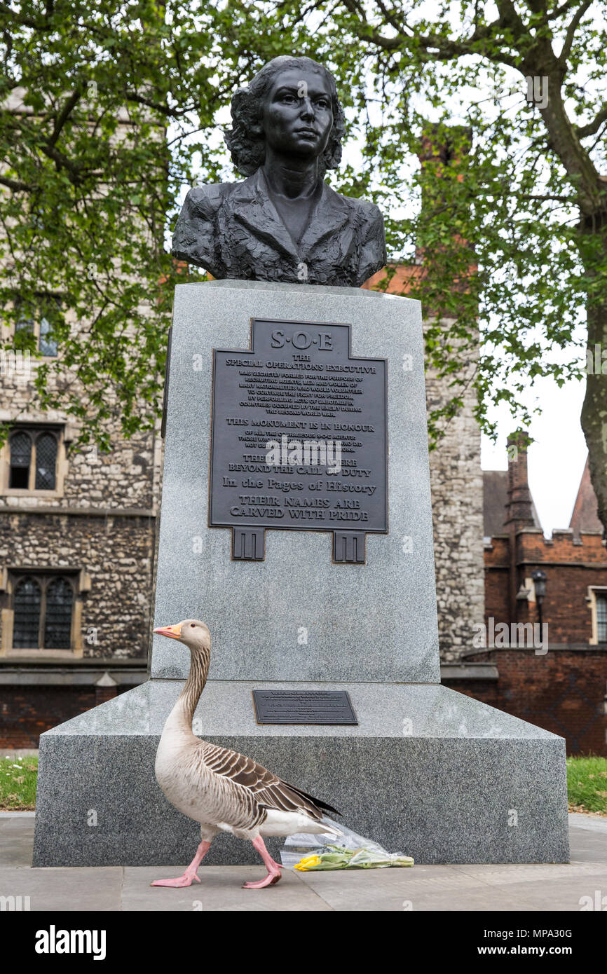 London, UK. 11th May, 2018. A greylag goose passes in front of the ...