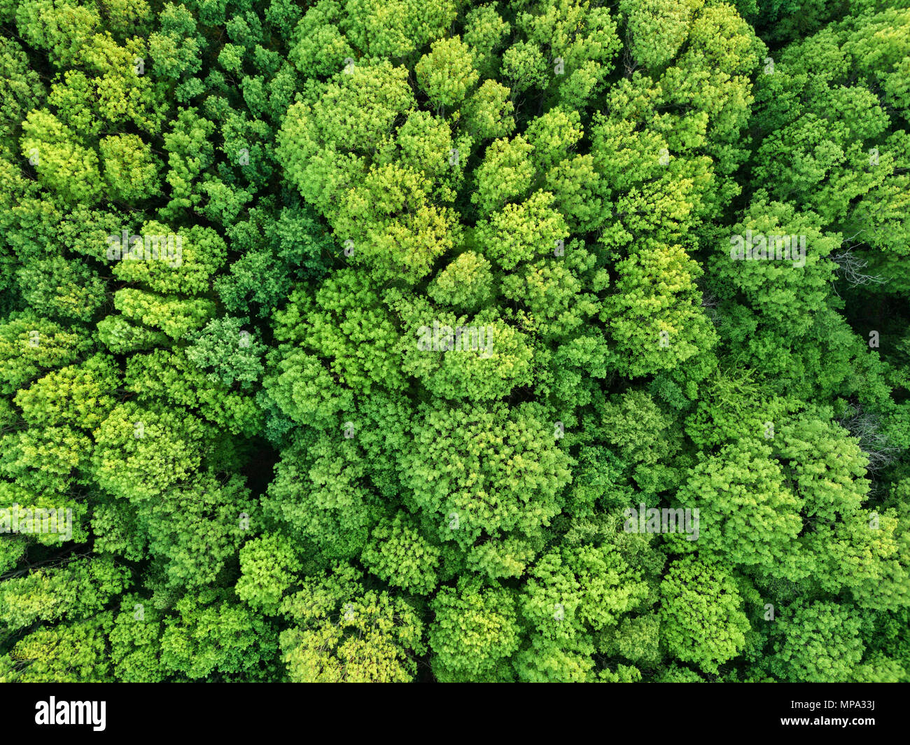 Aerial view beautiful deciduous forest. Photo from the drone Stock Photo - Alamy