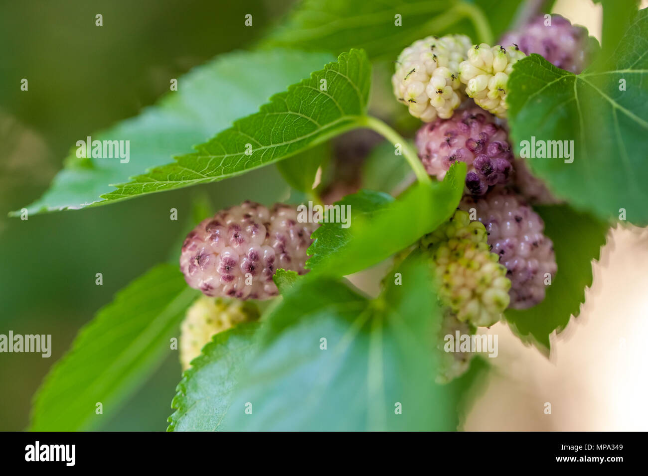 Mulberry yard hi-res stock photography and images - Alamy