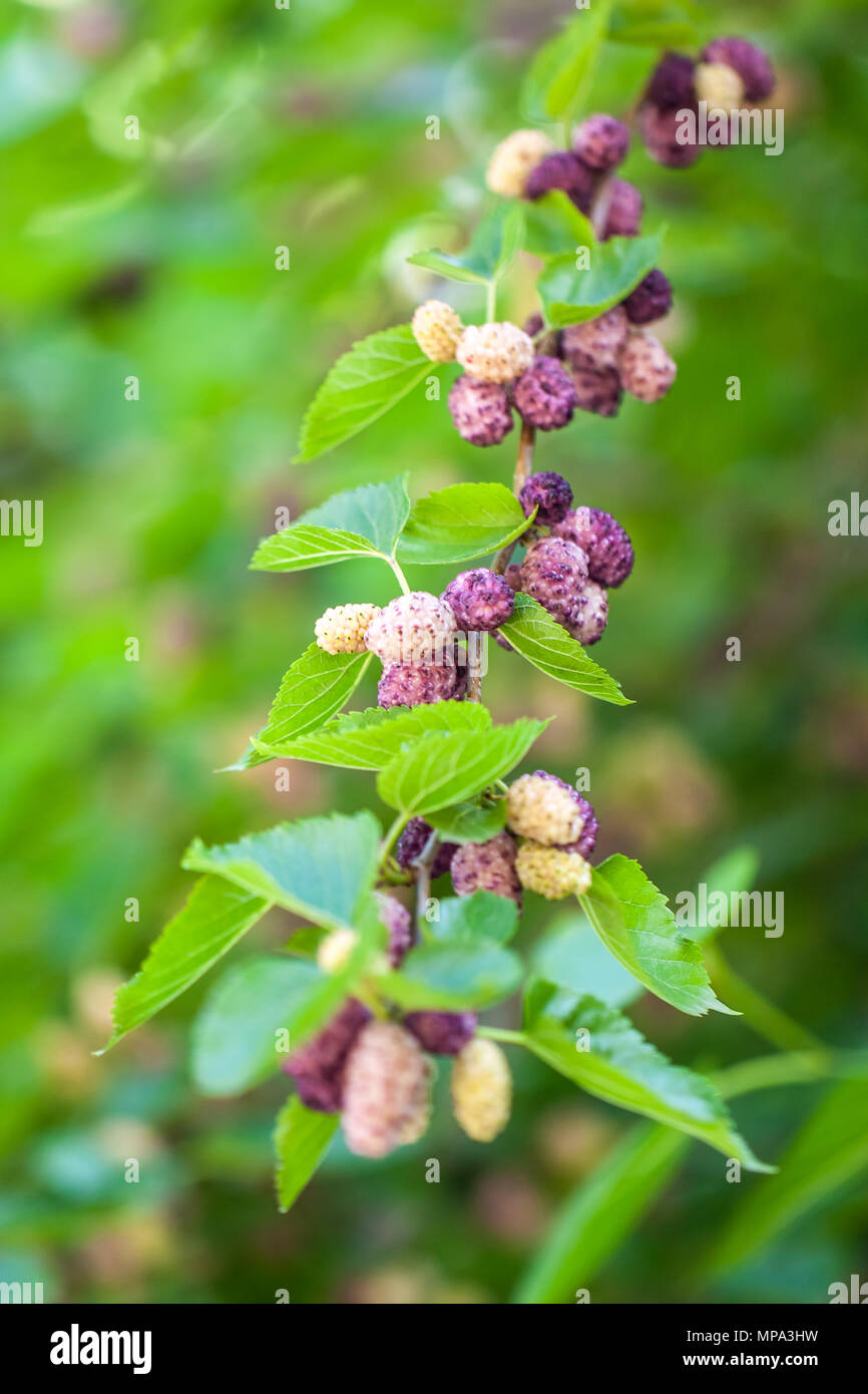 Mulberry fruits growing on tree hi-res stock photography and images - Alamy