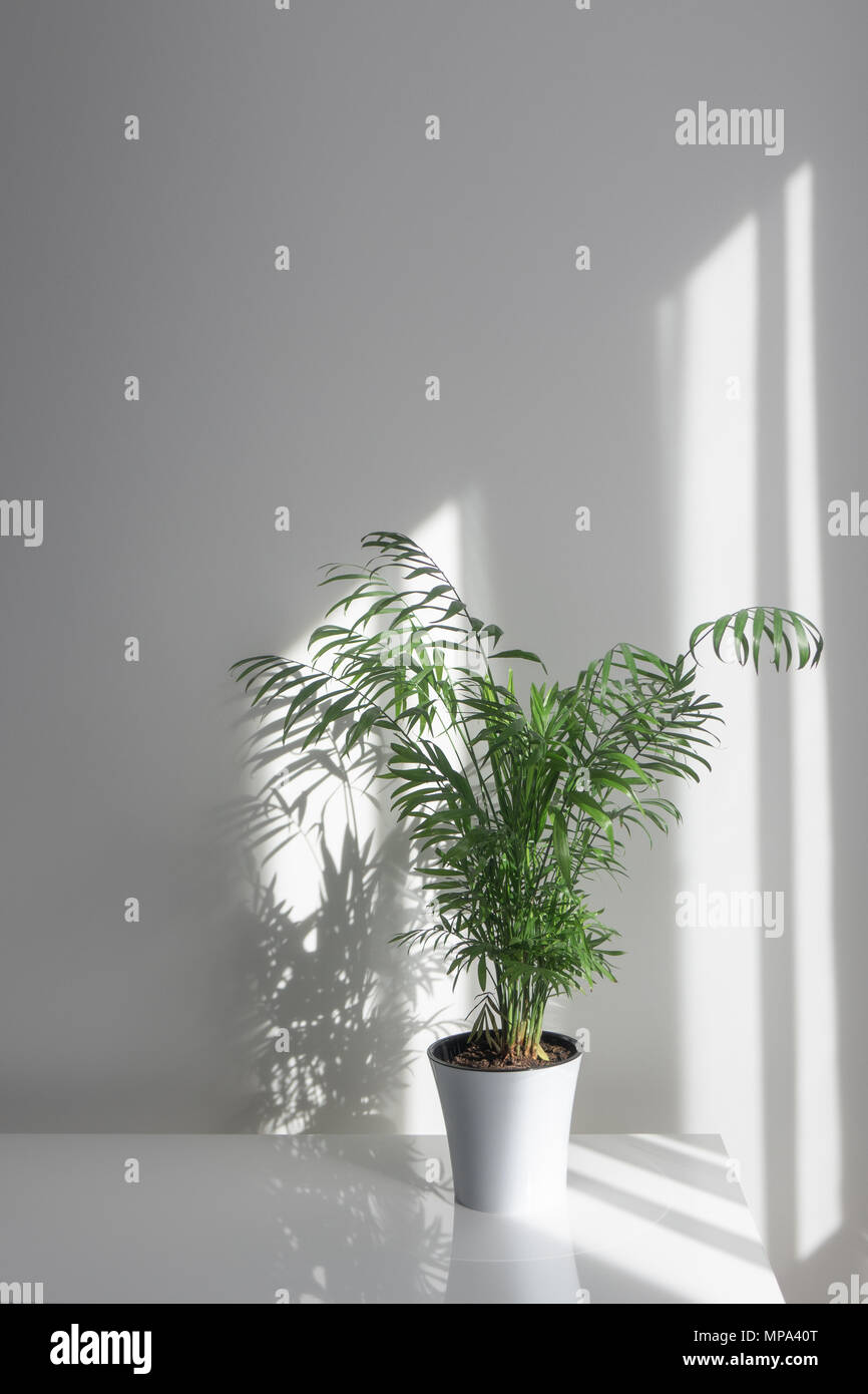 Areca flower hi-res stock photography and images - Alamy