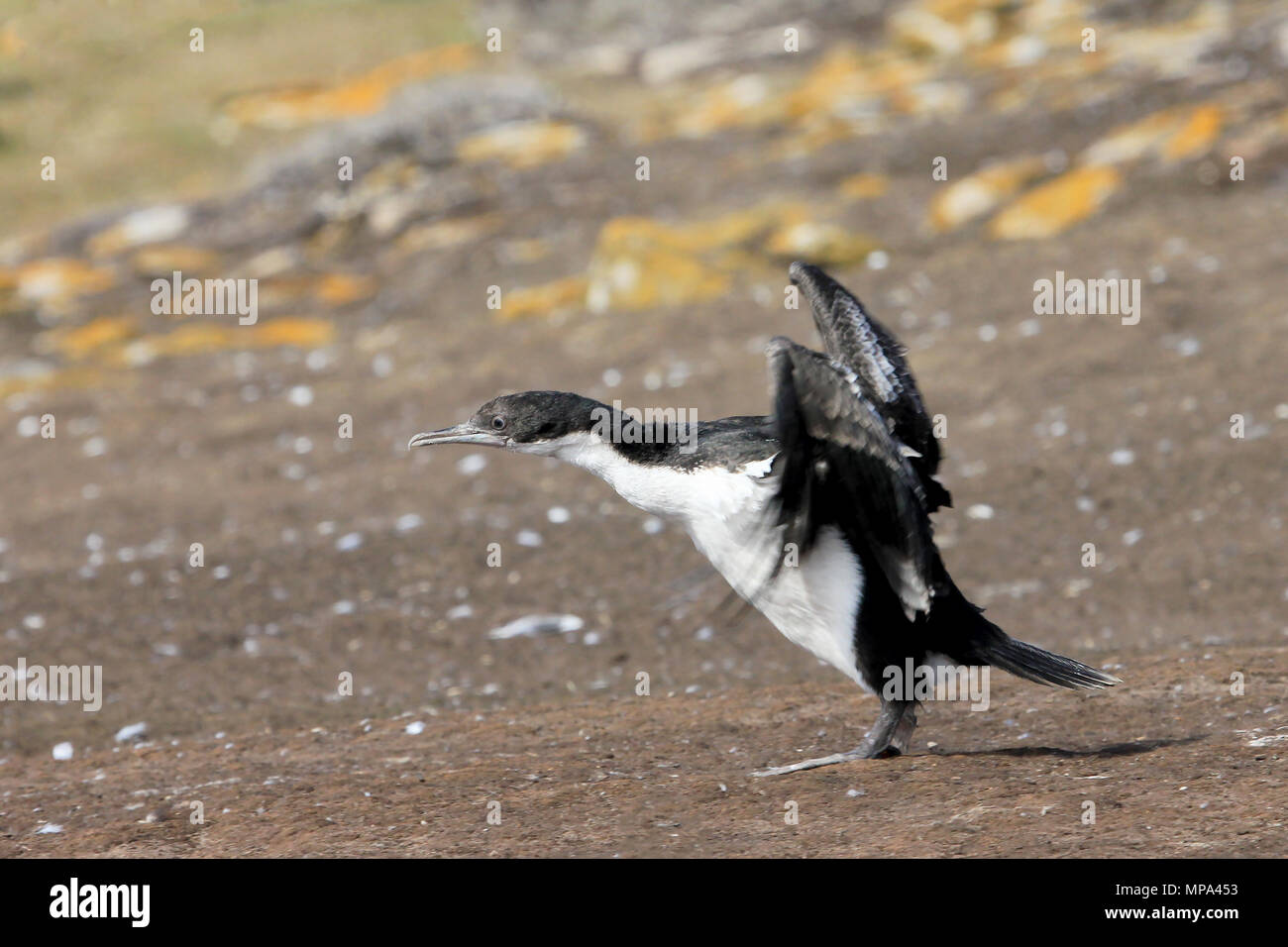 Imperial Shag Cormorant, phalacrocorax atriceps, Falkland Islands Stock ...