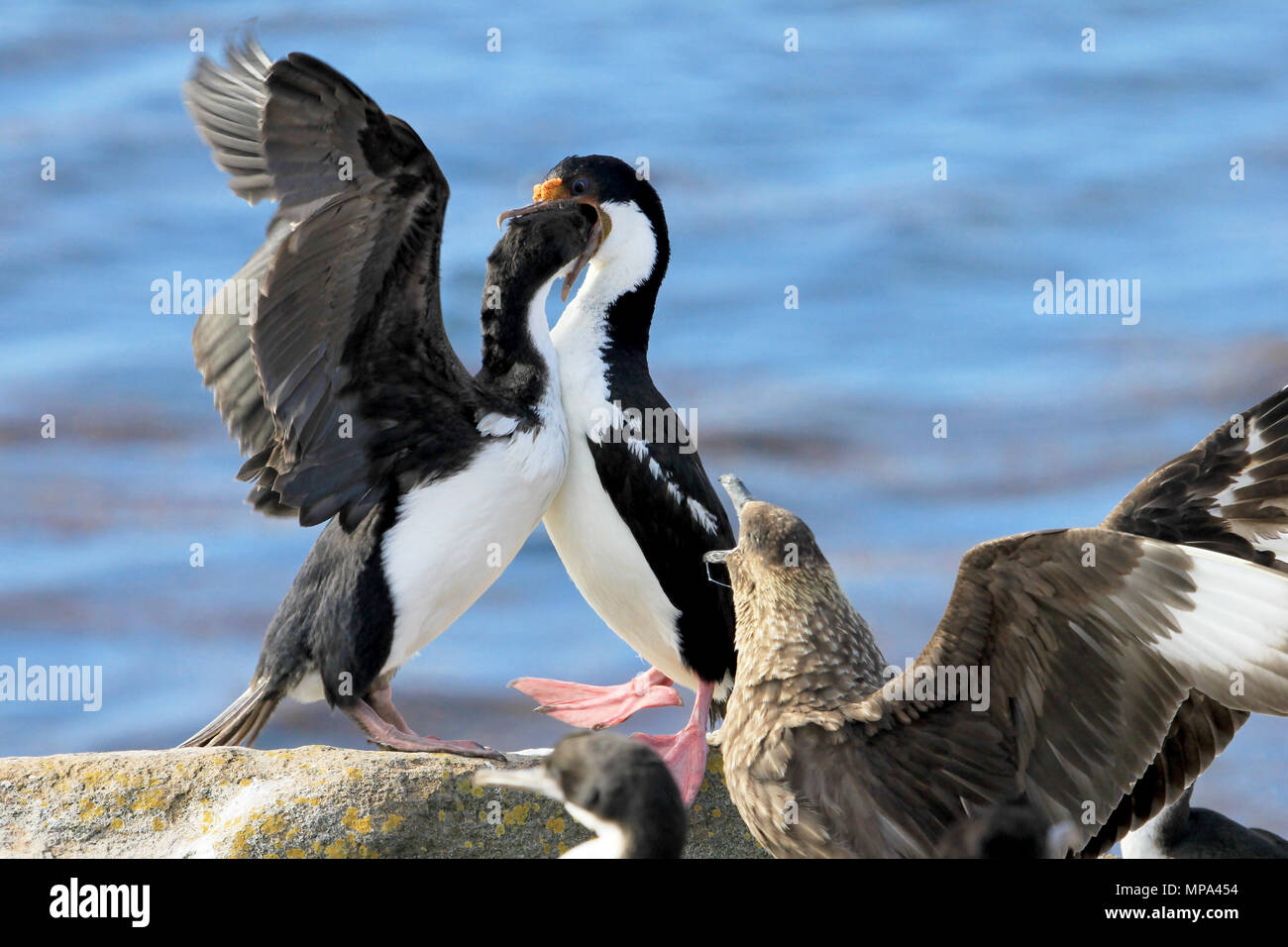 Imperial Shag Cormorant, phalacrocorax atriceps, Falkland Islands Stock ...