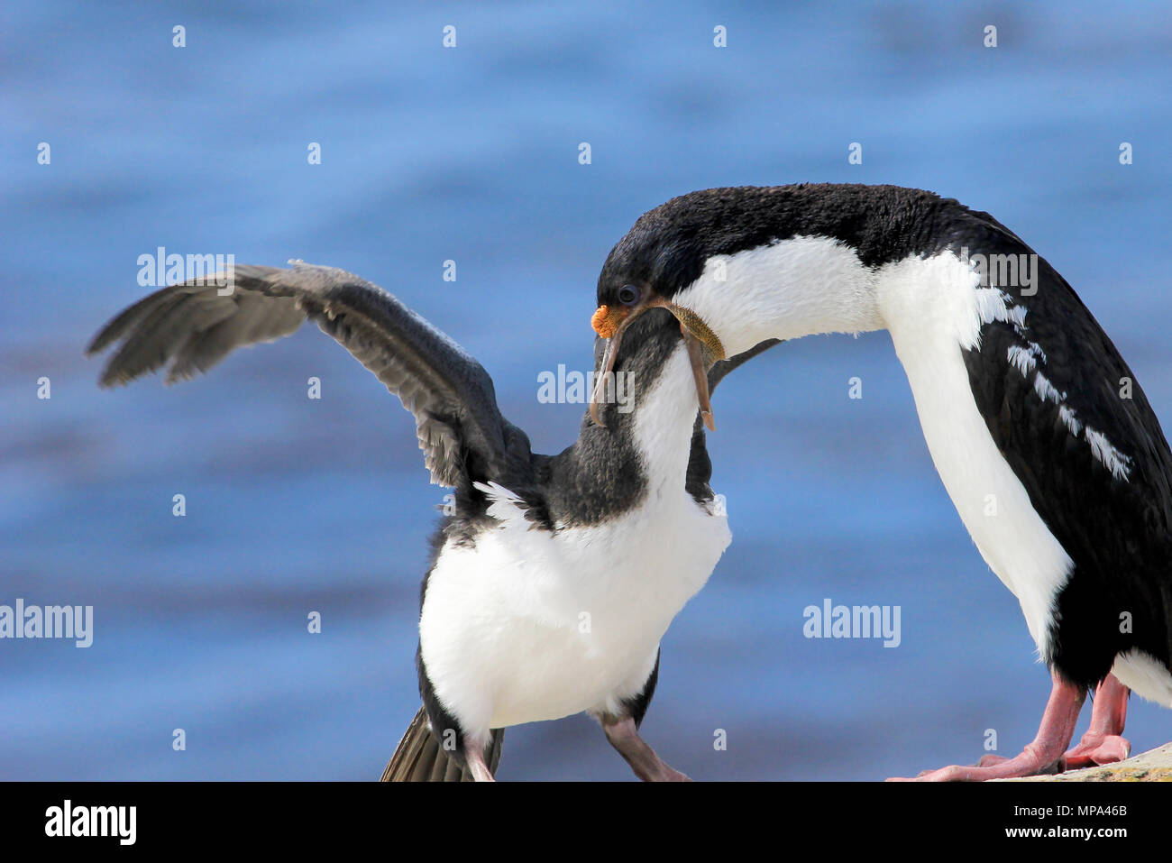 Imperial Shag Cormorant, phalacrocorax atriceps, Falkland Islands Stock ...