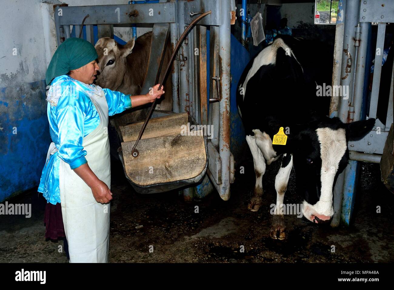 Peruvian woman cow hi-res stock photography and images - Alamy