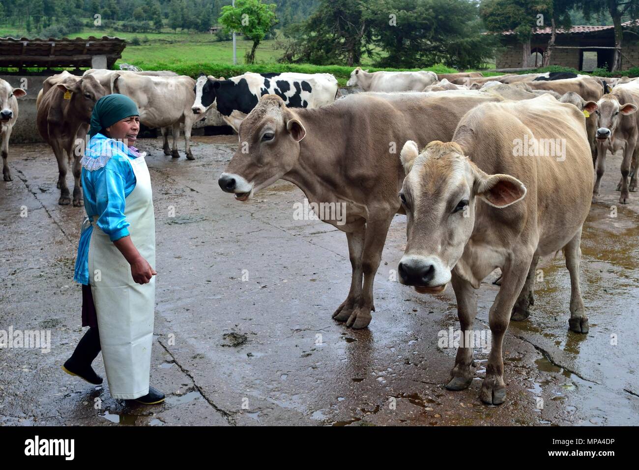 Peruvian woman cow hi-res stock photography and images - Alamy