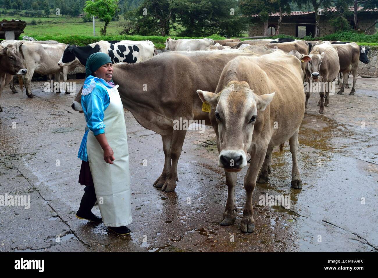 Milking cow in GRANJA PORCON - Evangelical cooperative - Department of ...