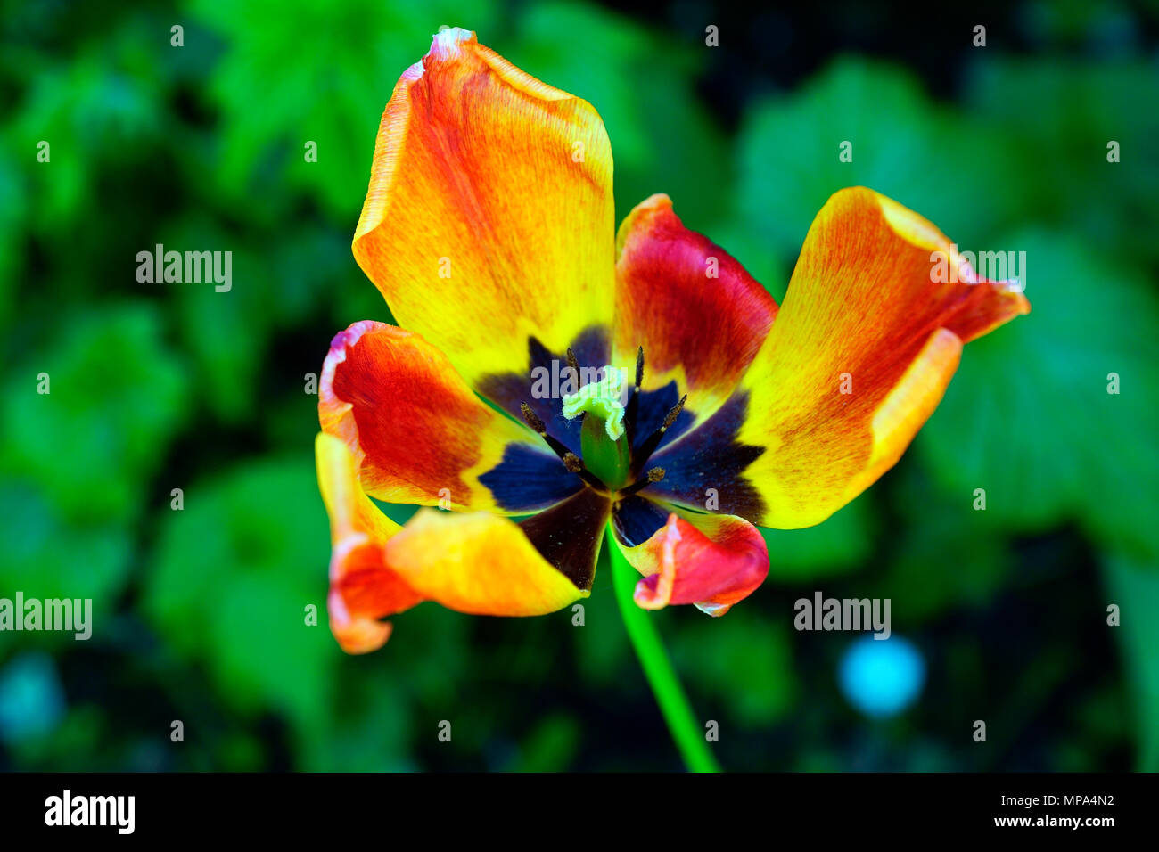 Tulip spring song hi-res stock photography and images - Alamy