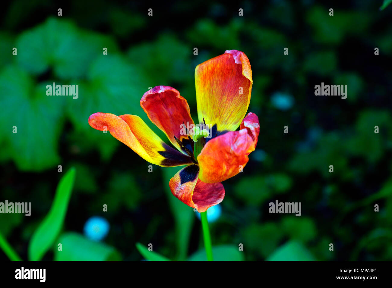 Tulip spring song hi-res stock photography and images - Alamy