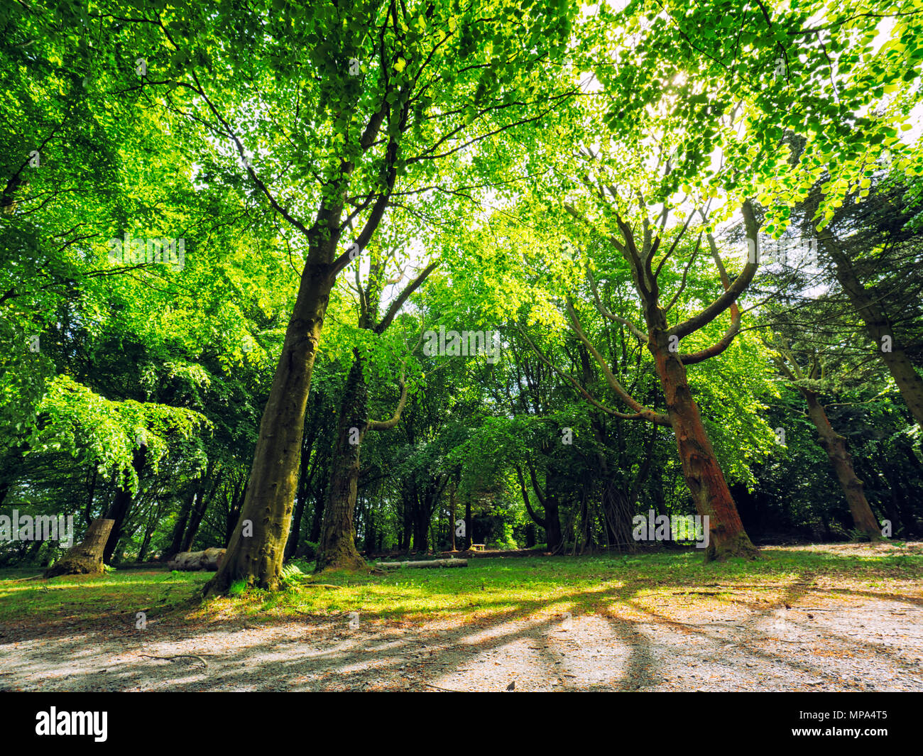 Sunny spring countryside,Northern Ireland Stock Photo - Alamy