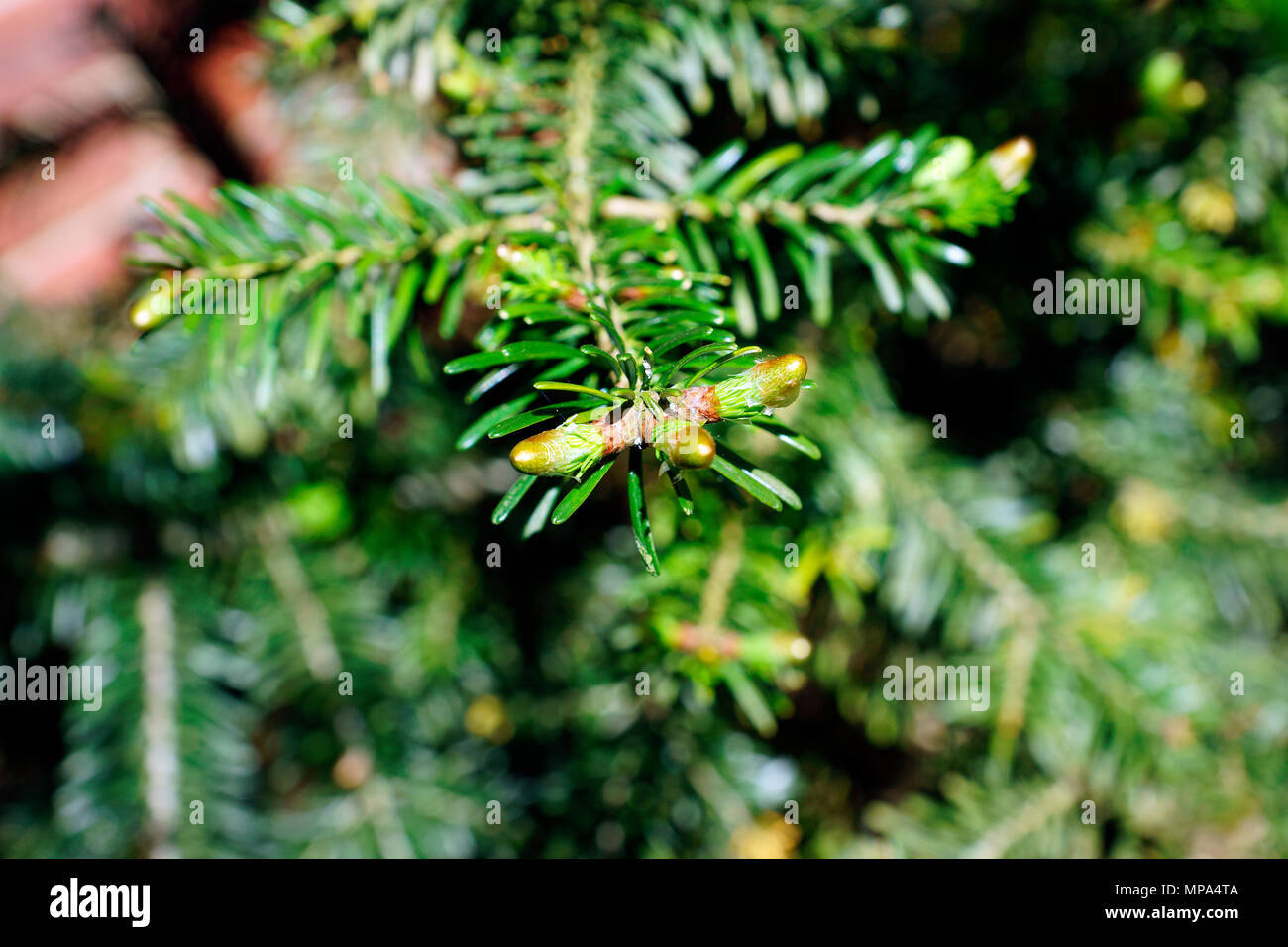 NEW LEAVES FORMING Stock Photo - Alamy