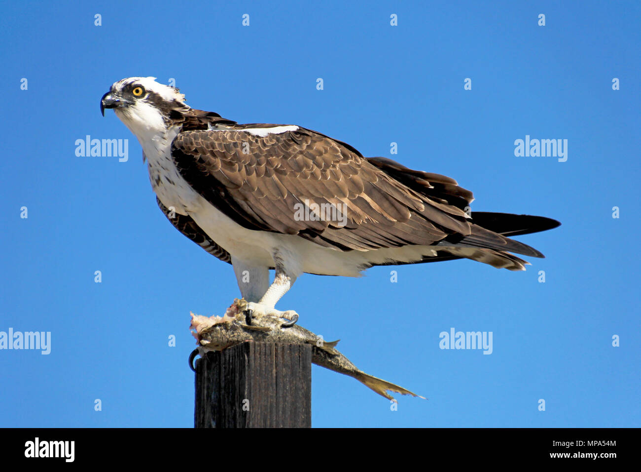Seahawk bird hi-res stock photography and images - Alamy