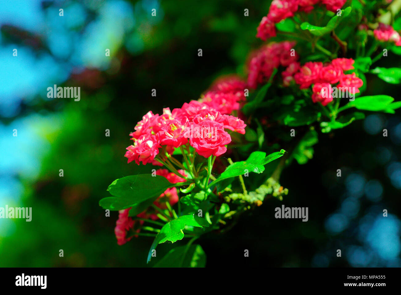Hawthorn spikes bird hi-res stock photography and images - Alamy