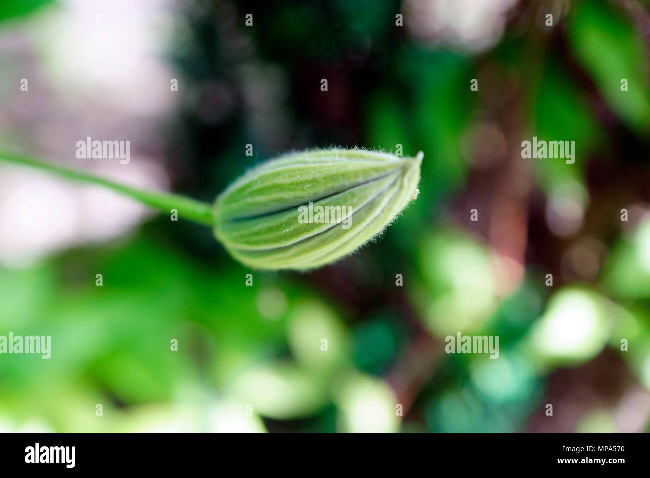 Purple clematis growing wild hi-res stock photography and images - Alamy