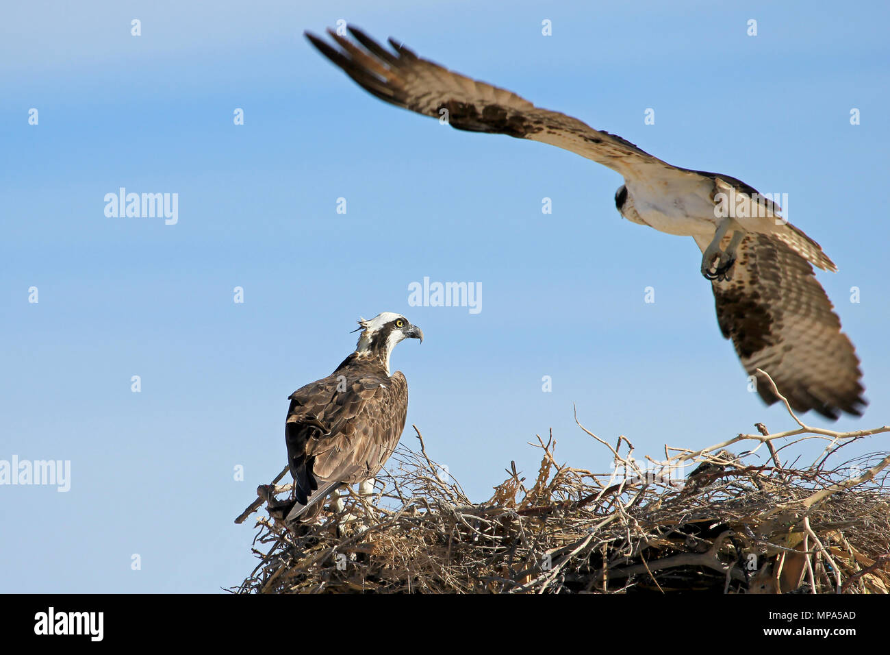 Seahawk bird hi-res stock photography and images - Alamy