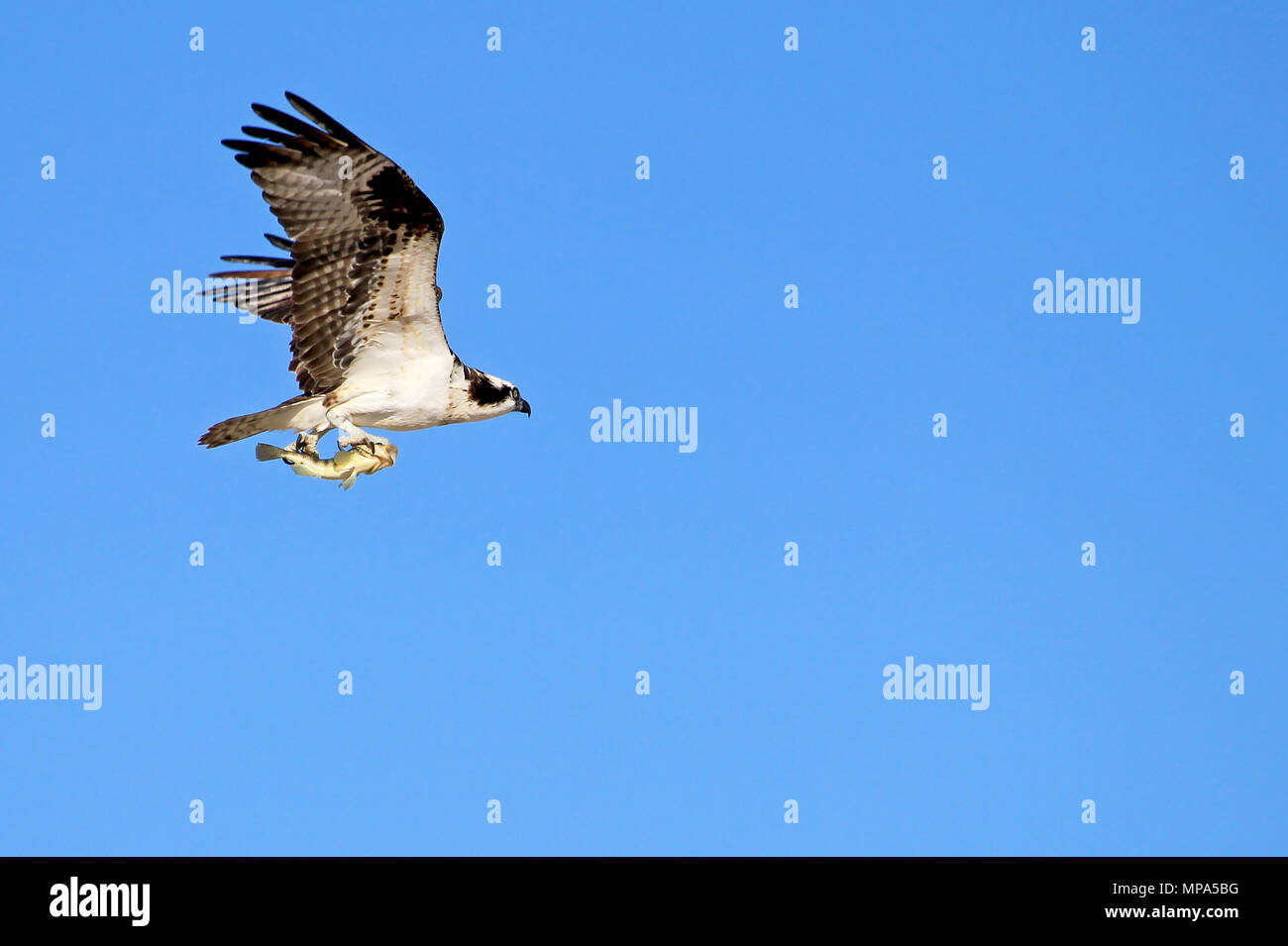 Seahawk bird hi-res stock photography and images - Alamy