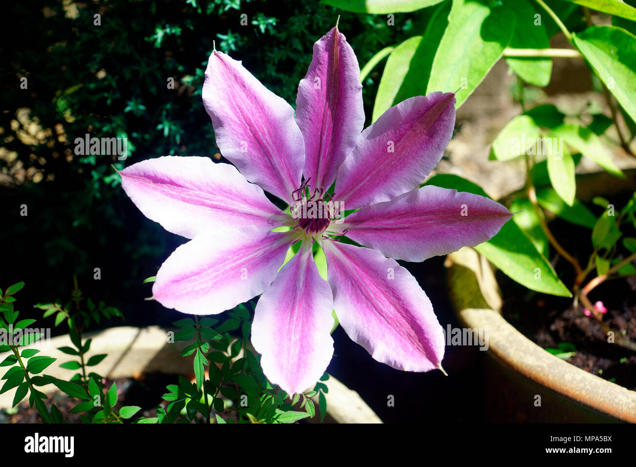 Clematis cultivars hi-res stock photography and images - Alamy