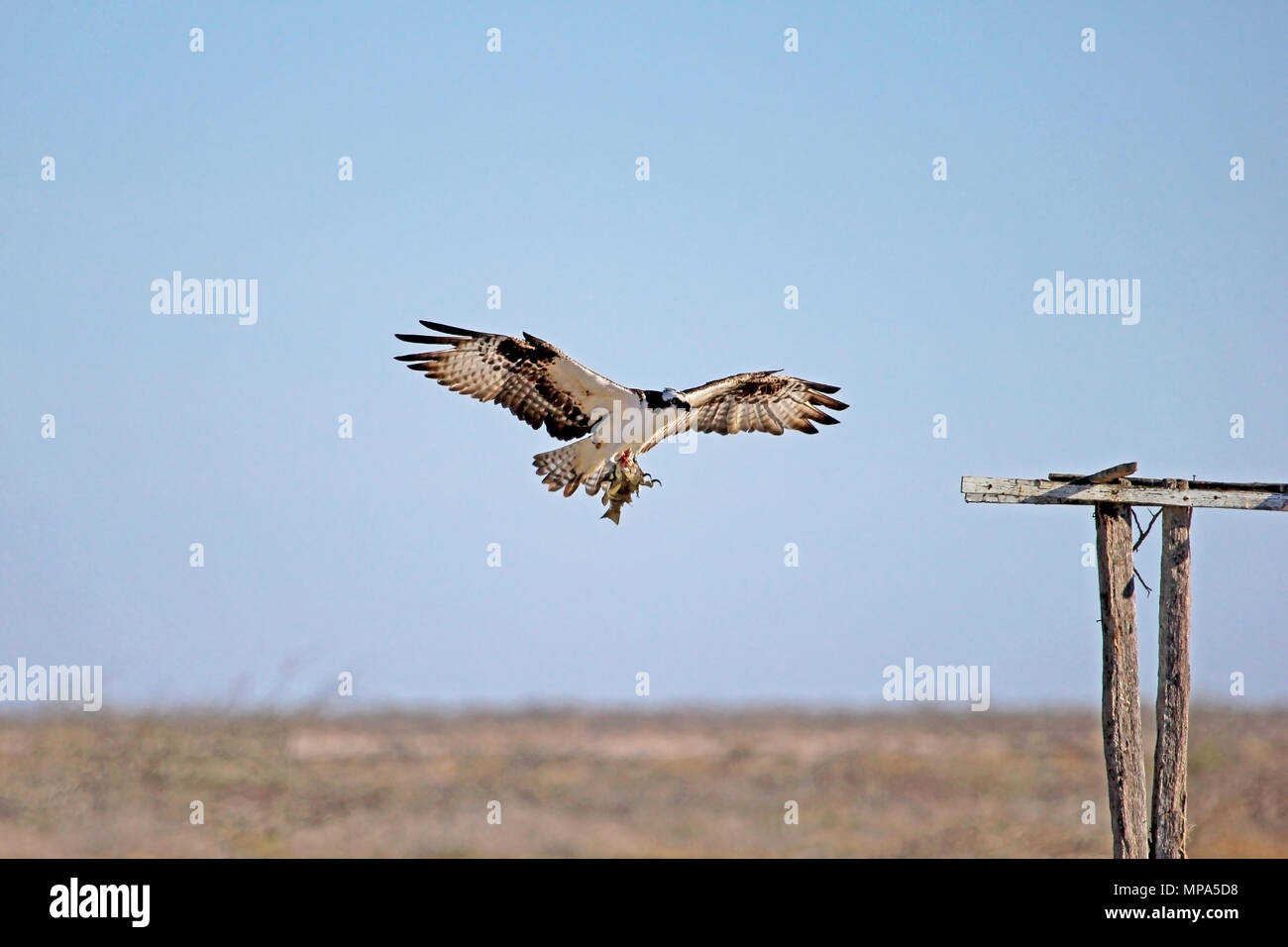 Osprey, Pandion haliaetus, bird, Baja California, Mexico Stock Photo ...