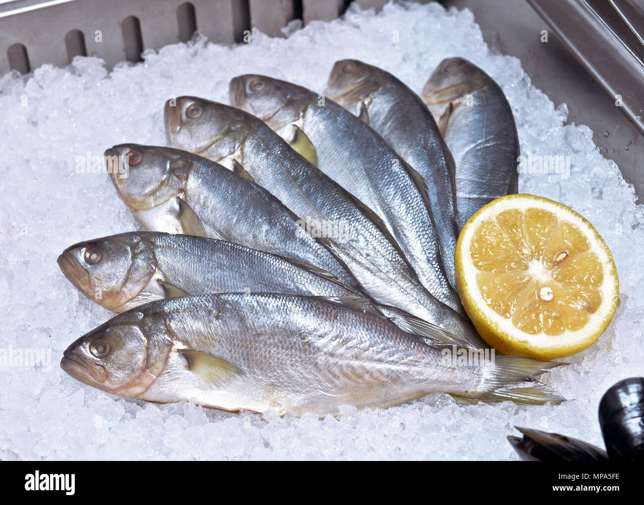bluefish on ice in the showcase restaurant Stock Photo - Alamy