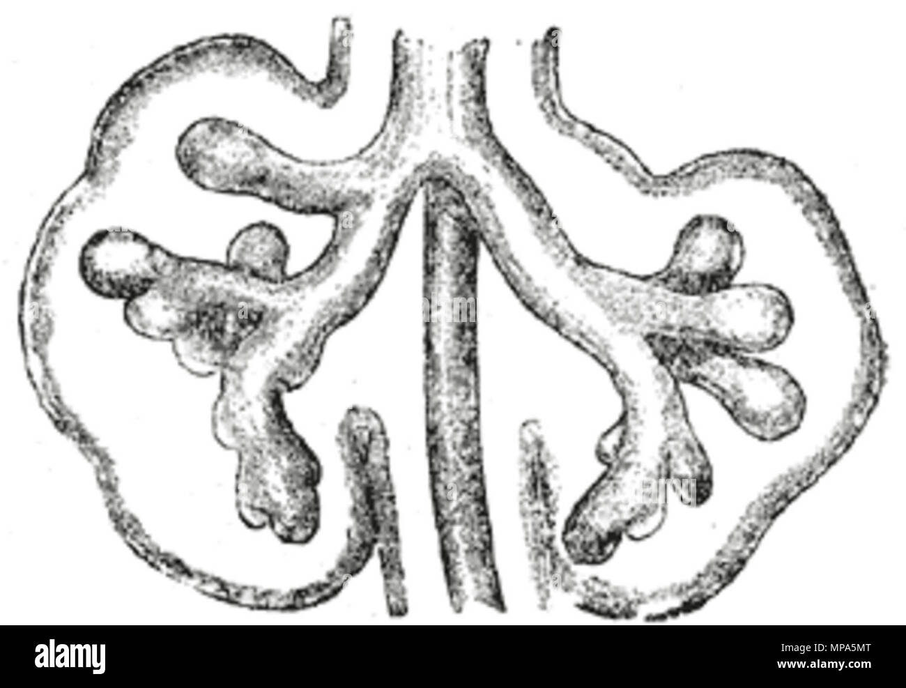 Primitive lungs hi-res stock photography and images - Alamy