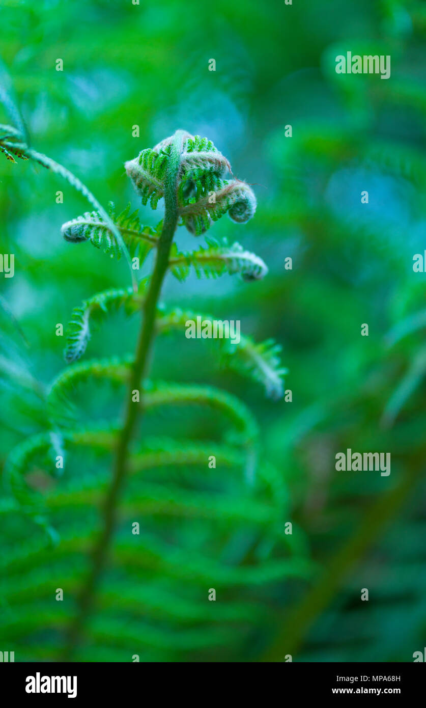 Flora de helecho hi-res stock photography and images - Alamy