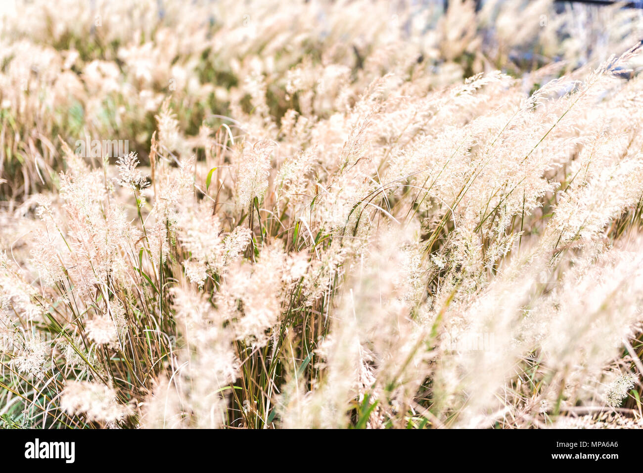 New york high line autumn hi-res stock photography and images - Alamy
