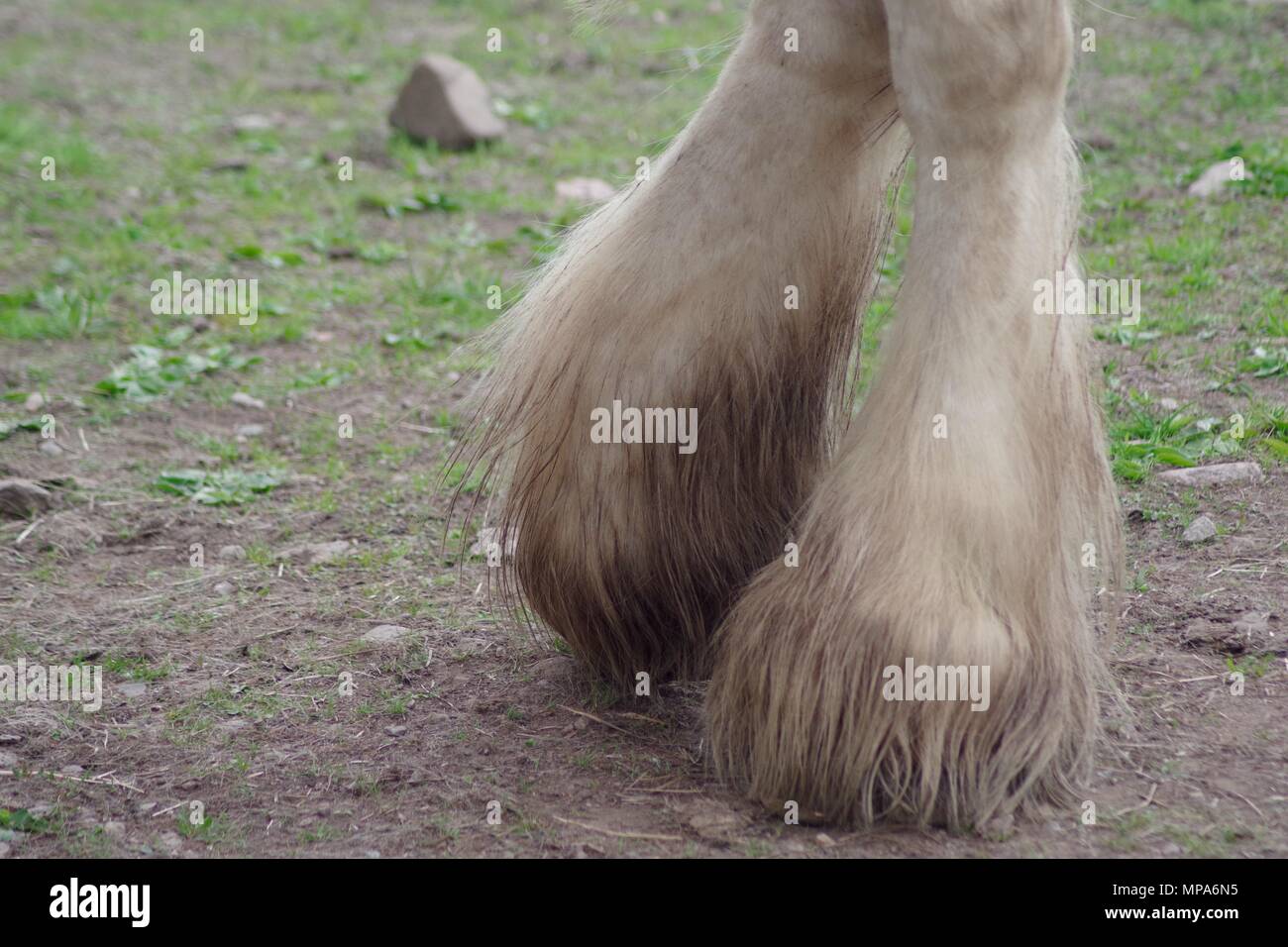 Traditional Shire Horses High Resolution Stock Photography and Images ...