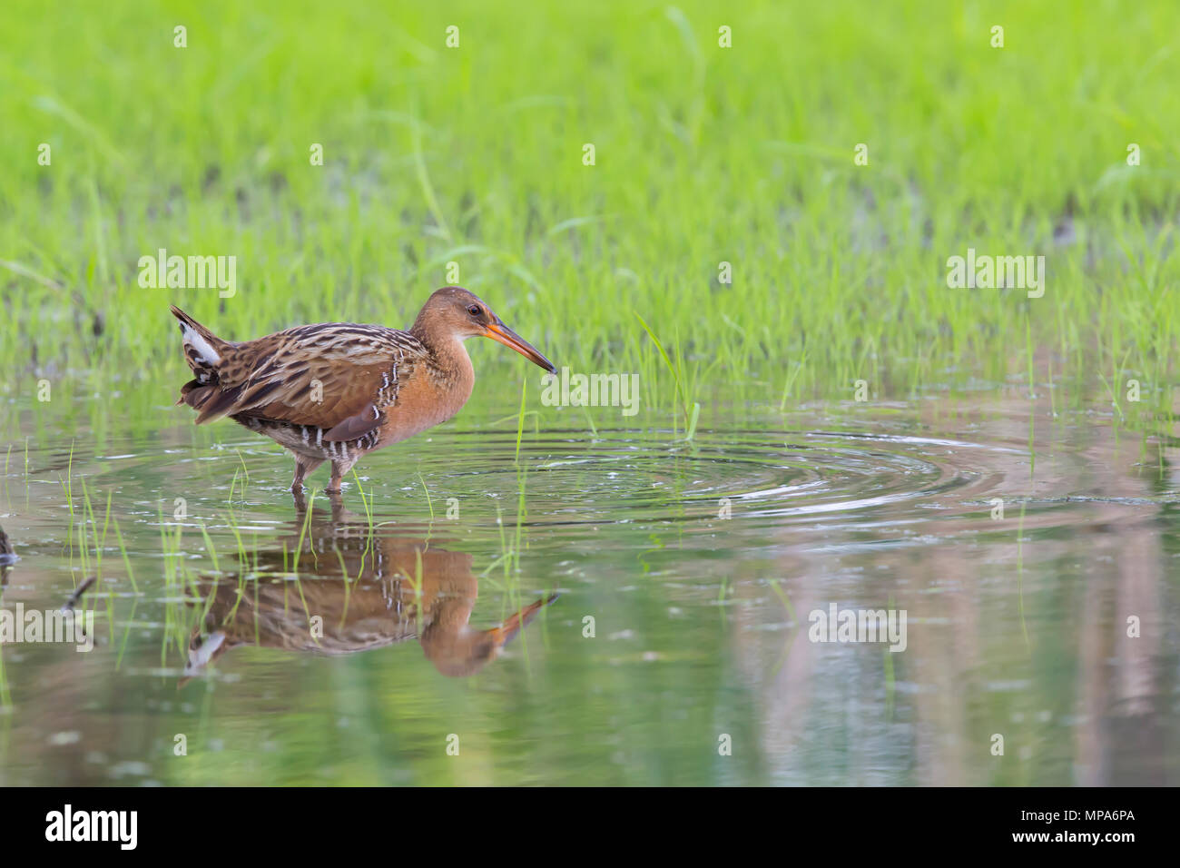 Rail Birds High Resolution Stock Photography and Images - Alamy