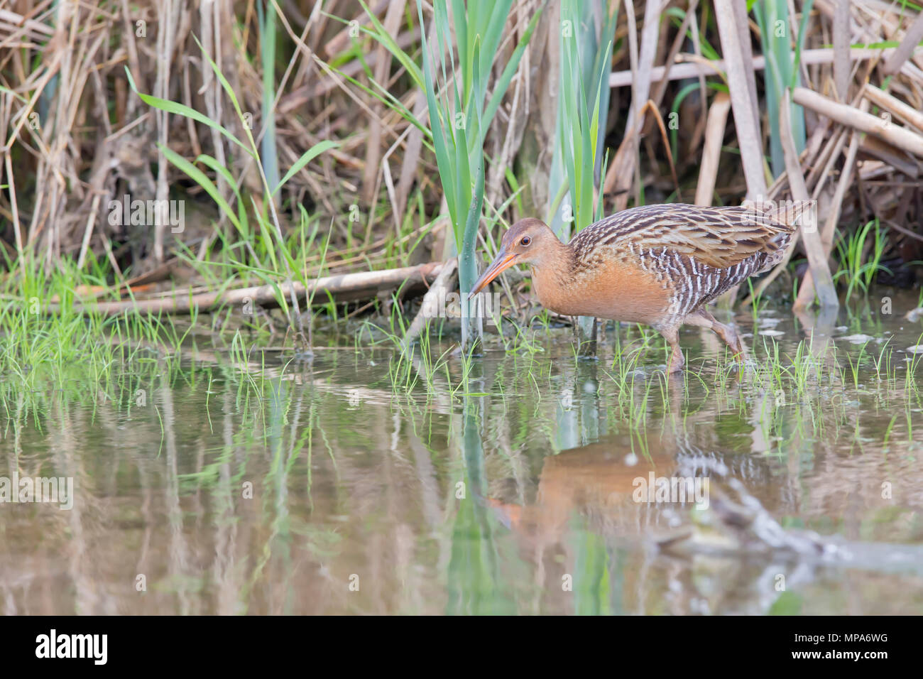 Rail Birds High Resolution Stock Photography and Images - Alamy