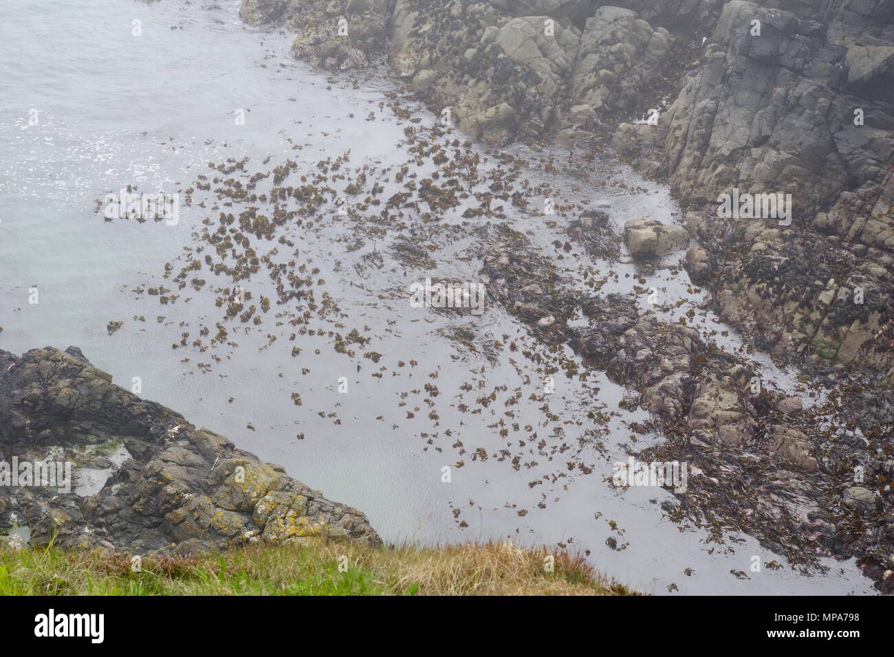 Oar Seaweed, on the Rocky Shore at the Base of Sea Cliffs under Haar ...