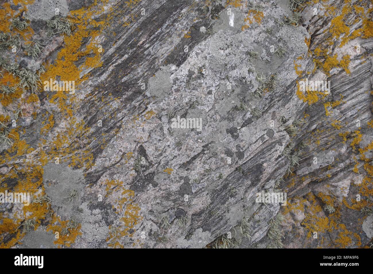 Migmatite Metamorphic Rock. Natural Background. Cove Bay, Aberdeen ...