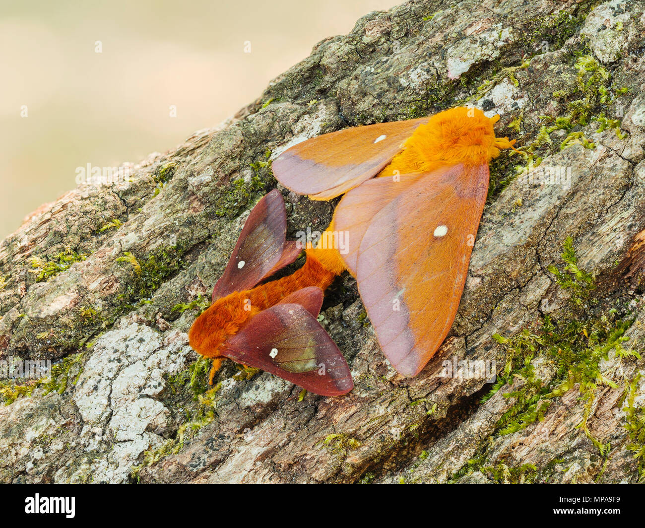 Saturniidae hi-res stock photography and images - Alamy