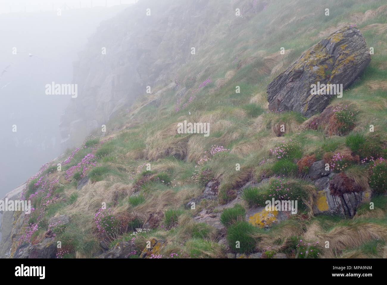 Rugged Grassy Coastal Cliff with Pink Sea Thrift under thick Sea Fog ...