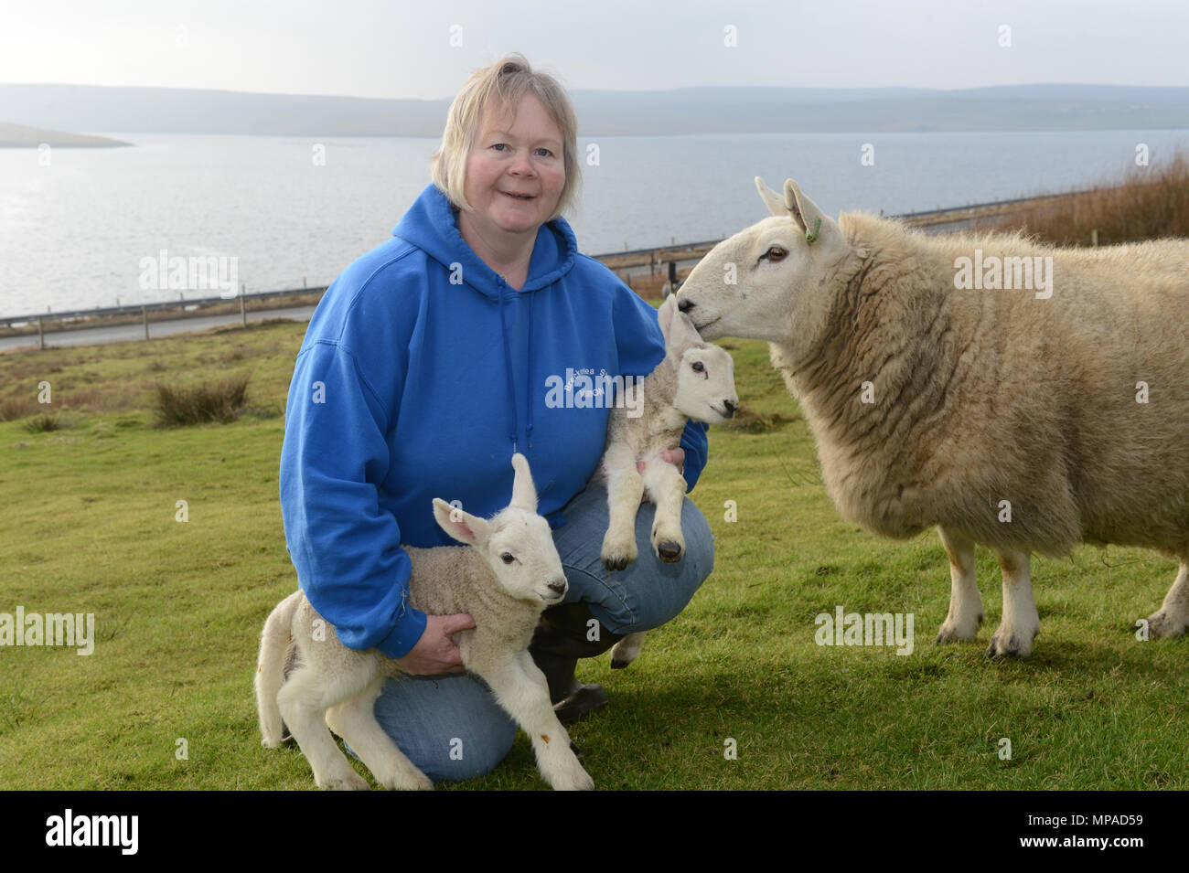 Crofter farmer with newly born lambs and ewe on her croft in Shetland ...