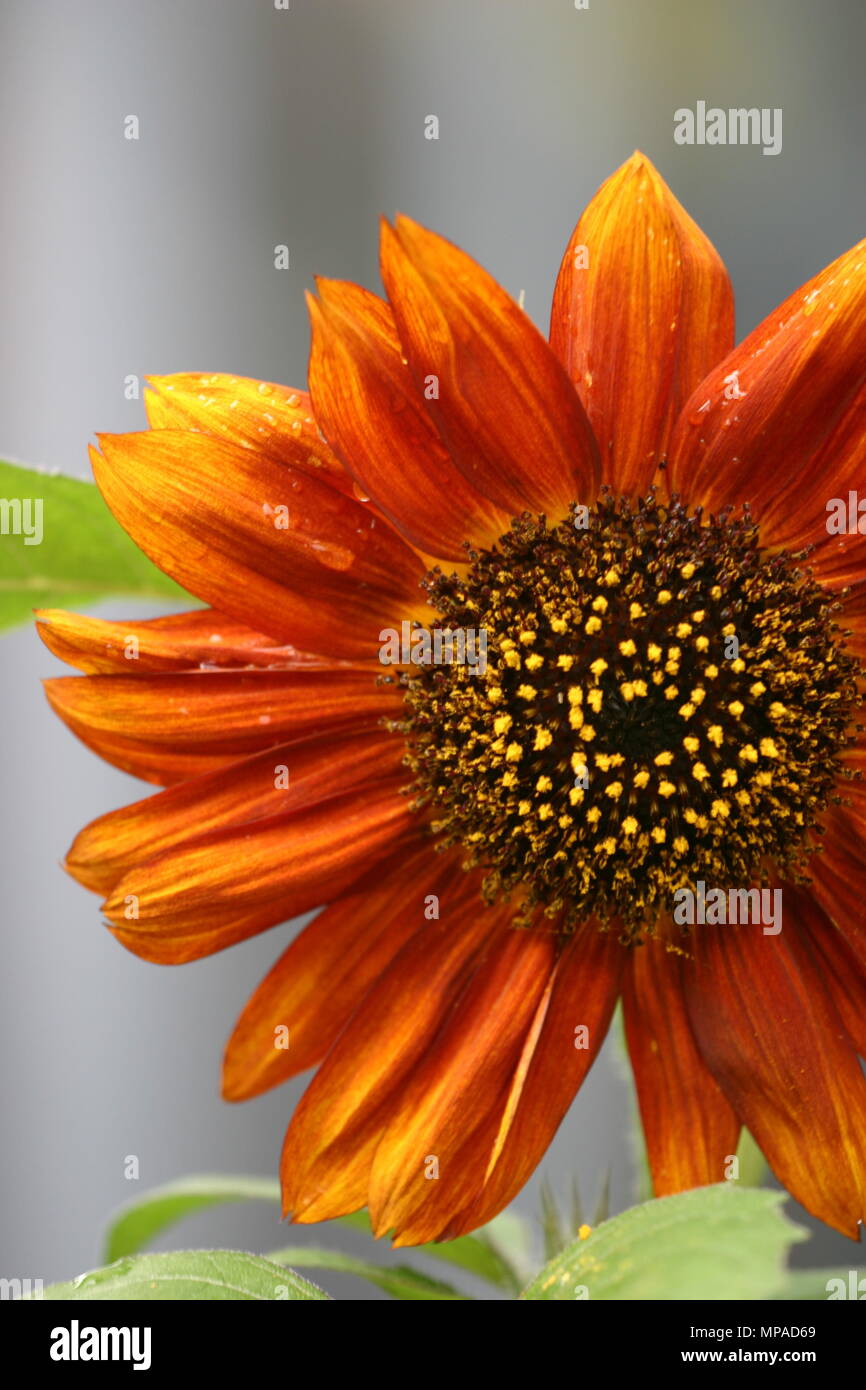 Bright flowers bring a smile to anyones face Stock Photo - Alamy
