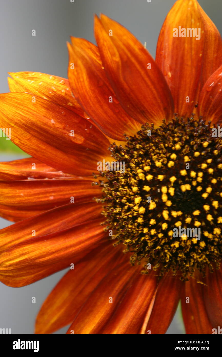 Bright flowers bring a smile to anyones face Stock Photo - Alamy