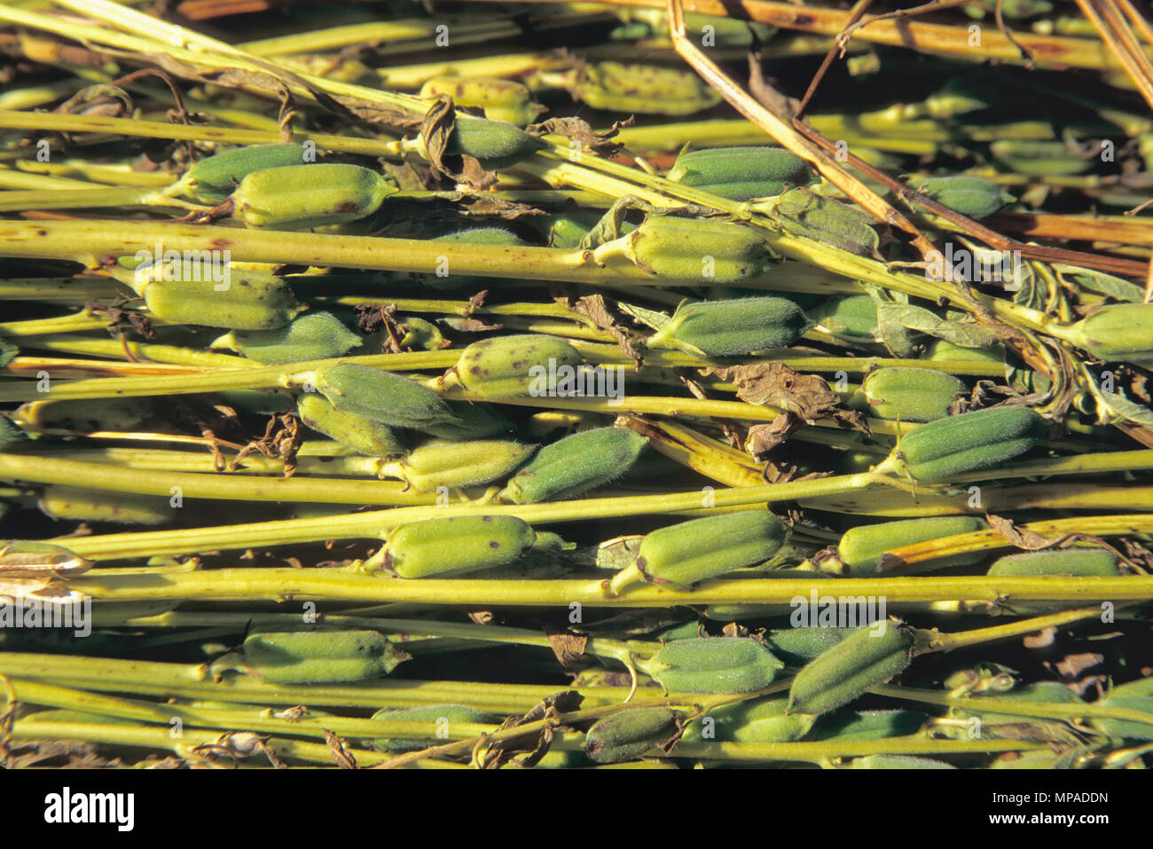 Sesame seed pods and plant hi-res stock photography and images - Alamy