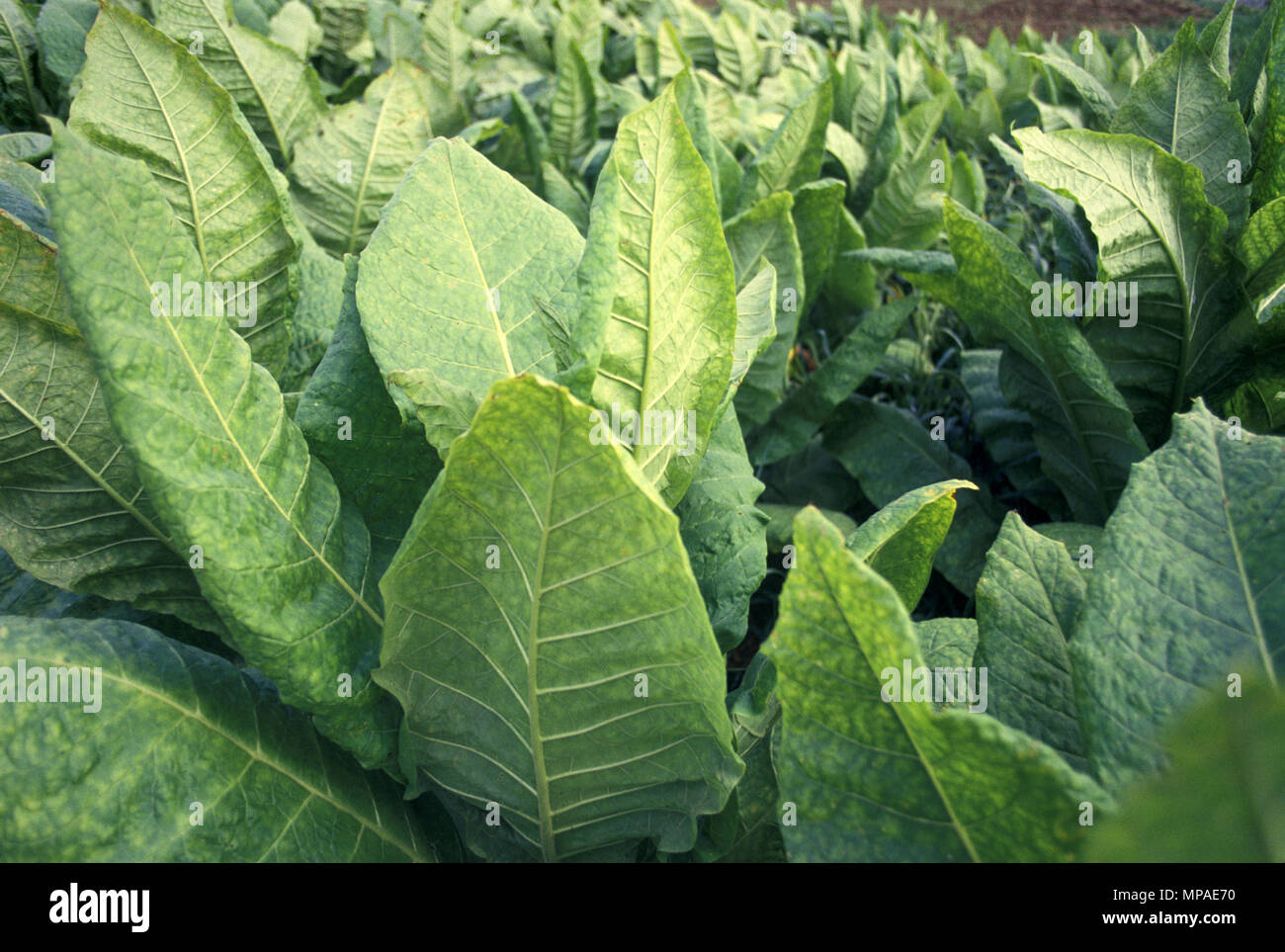 Tobacco crop hi-res stock photography and images - Alamy