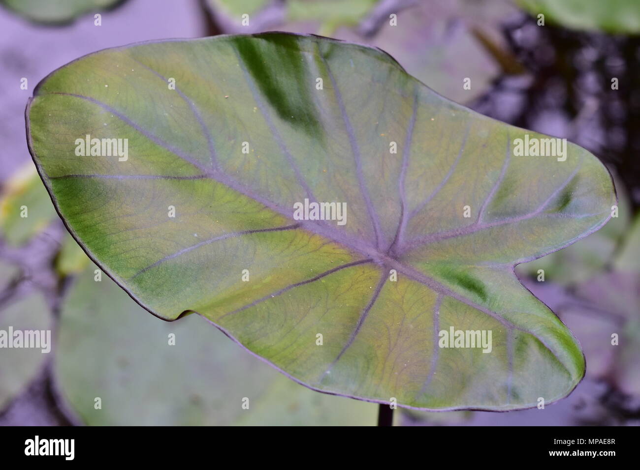 Shiny leaf hi-res stock photography and images - Alamy