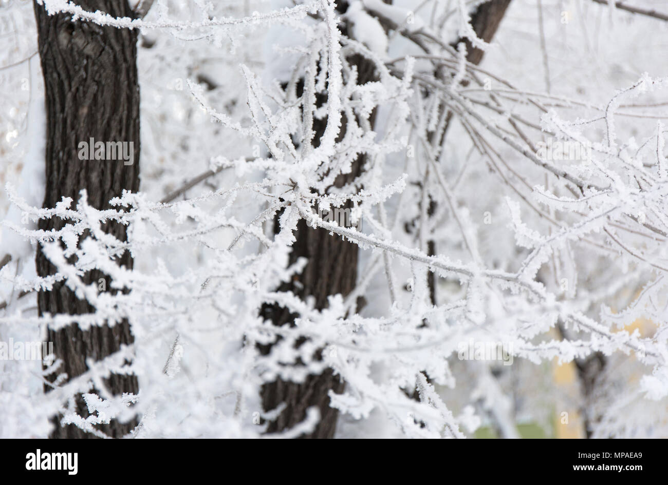Winter frost branches snow and ice covered. Winter background Stock ...