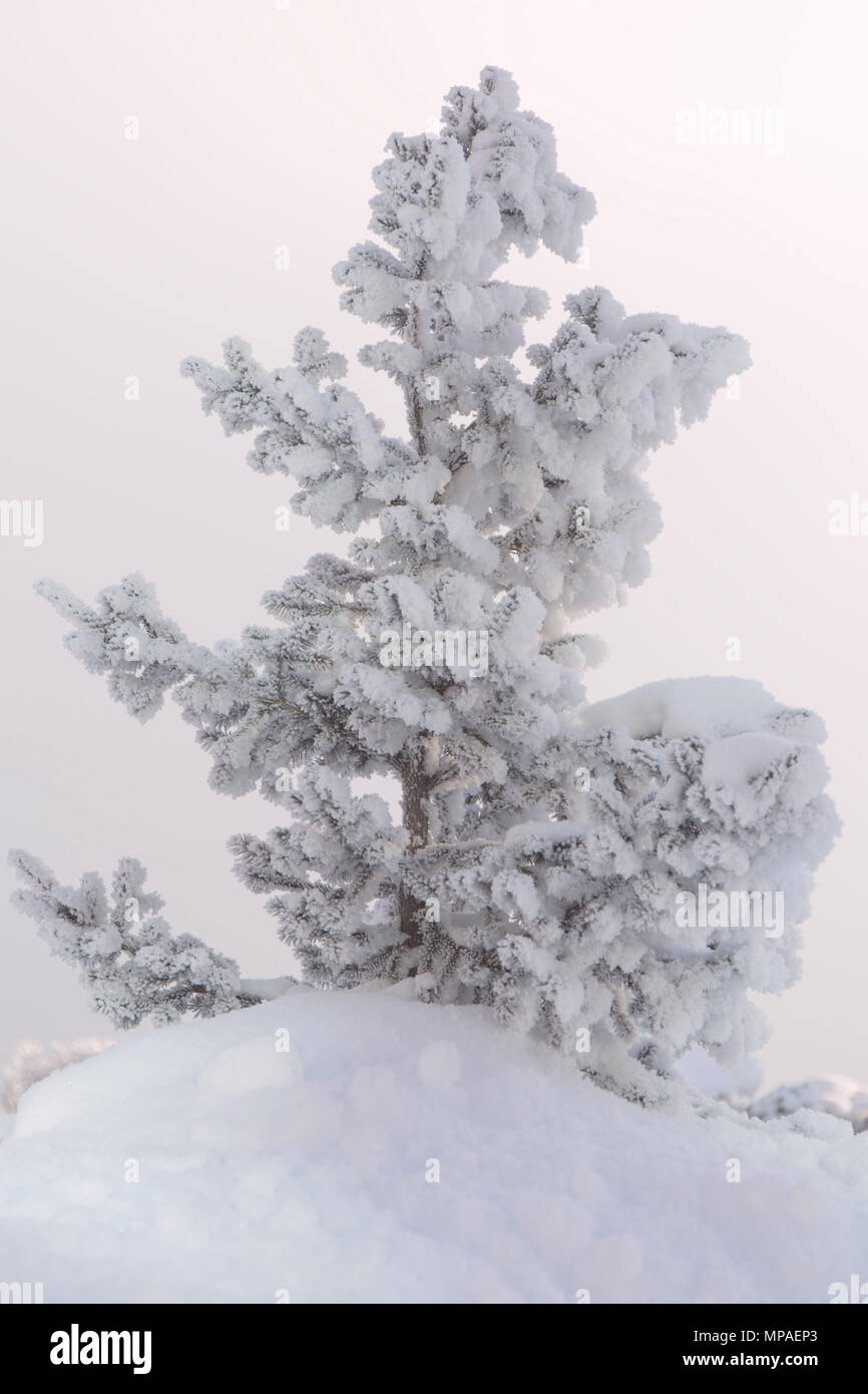 Little fir hi-res stock photography and images - Alamy