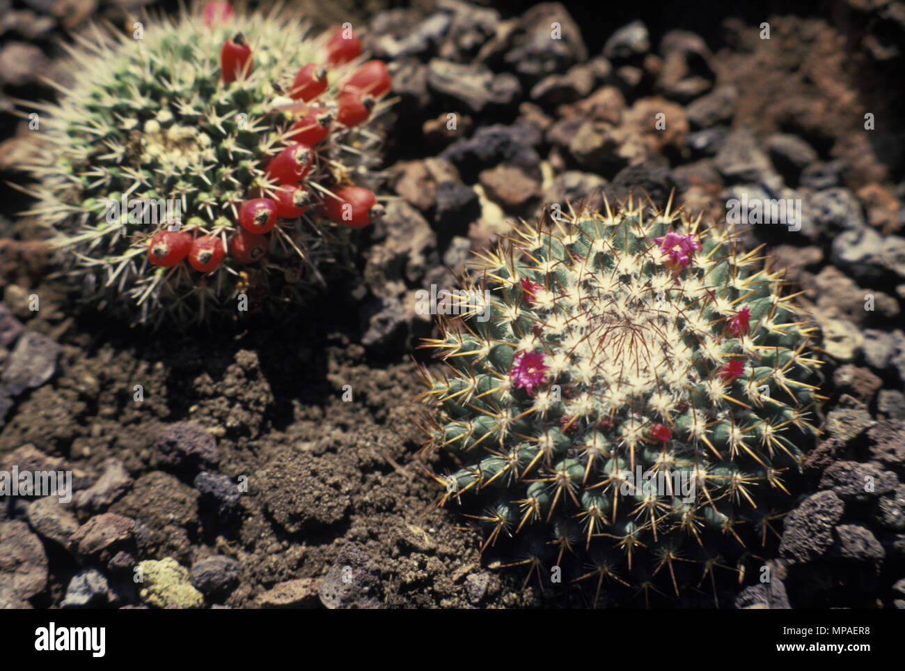 1988 HISTORICAL LARGE ROUND CACTUS PLANTS WITH RED PURPLE BUDS Stock ...