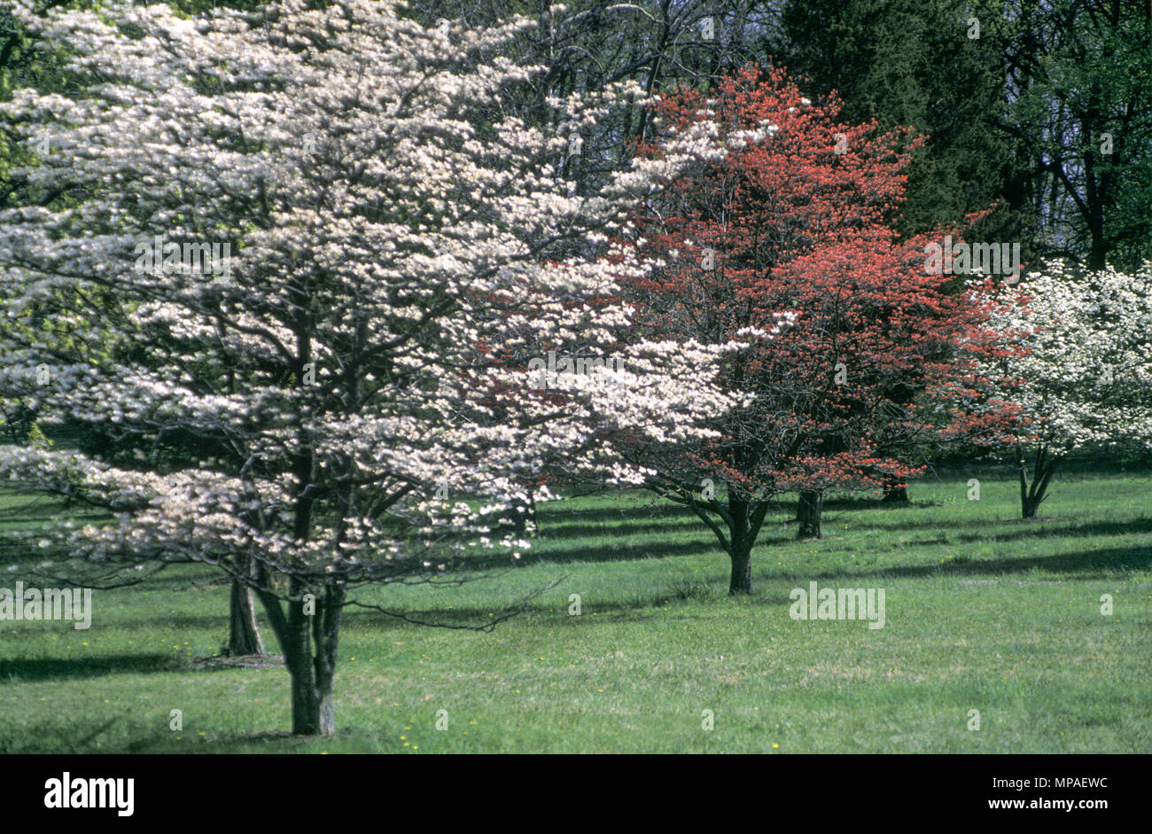 Vintage blossoms hi-res stock photography and images - Alamy