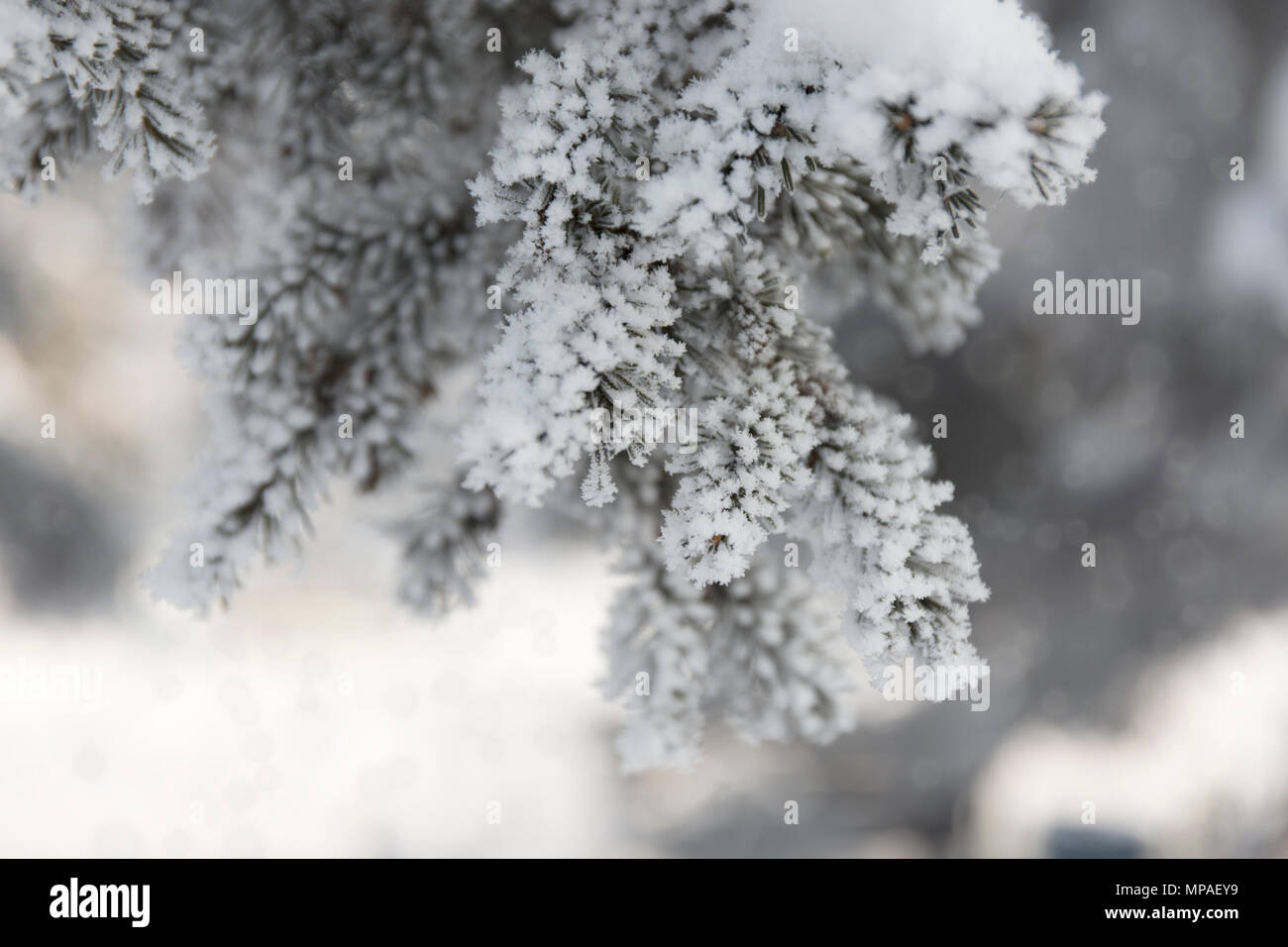 Snow-cowered fir branches. Winter blur background. Frost tree Stock ...
