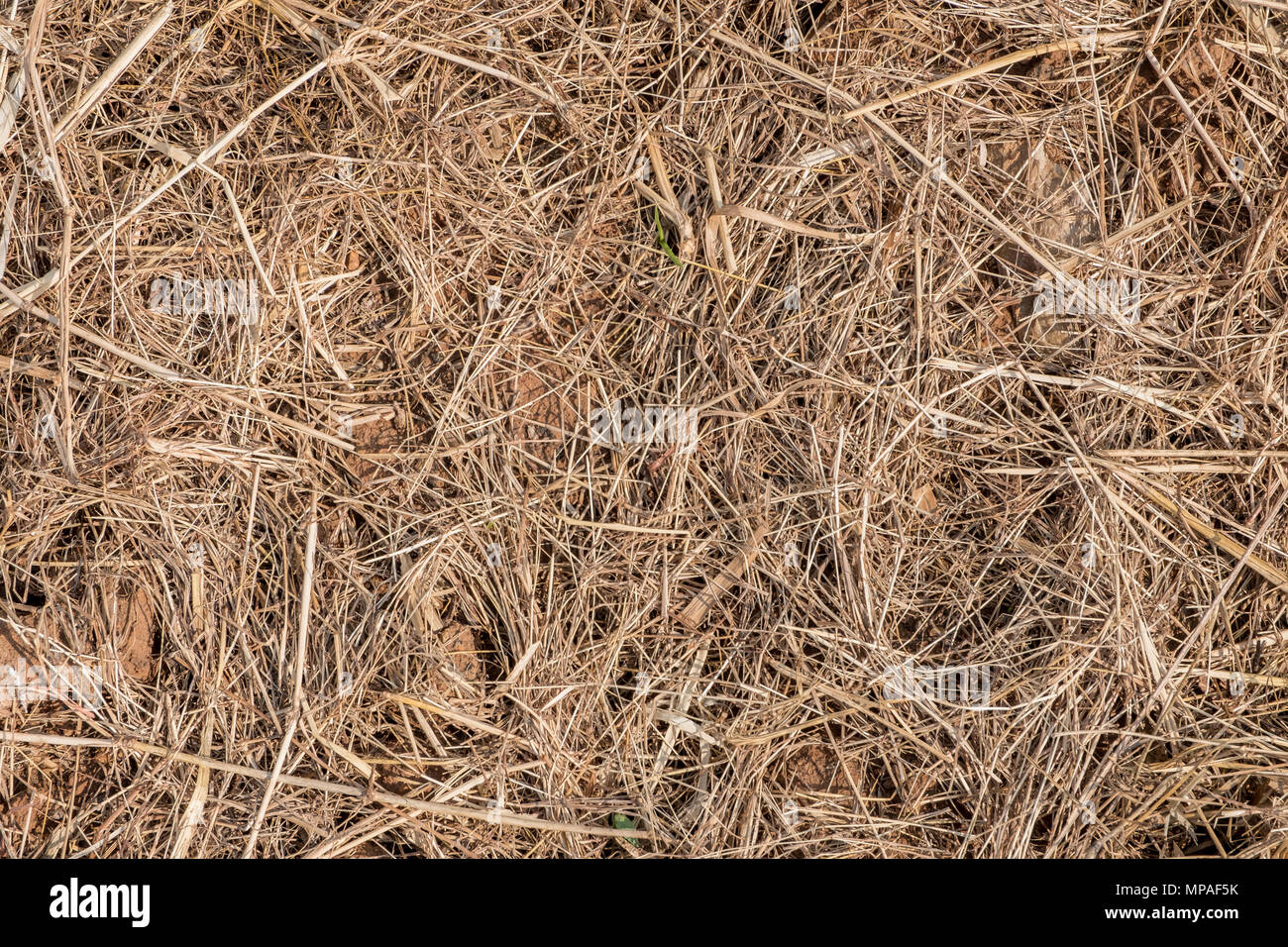 top view of yellow hay on ground.nature texture background Stock Photo ...