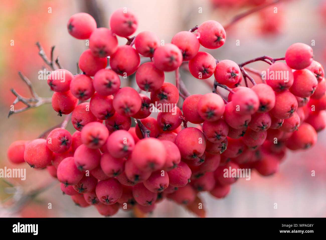 Autumn rowanberry clusters on blur background Stock Photo - Alamy
