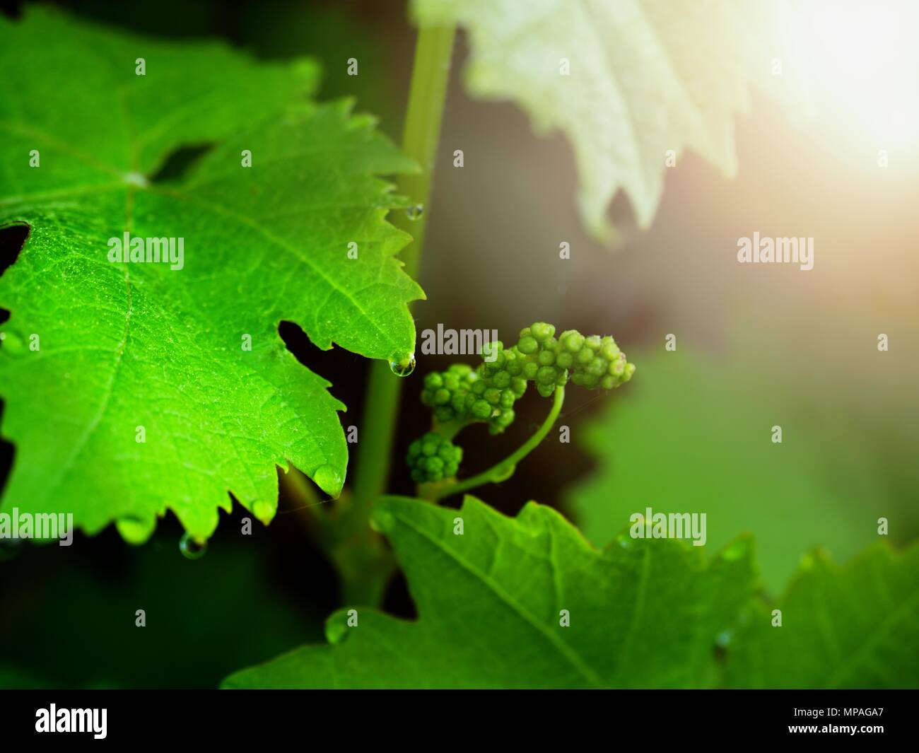 Grape vine with young leaves and buds blooming on a grape vine in the ...