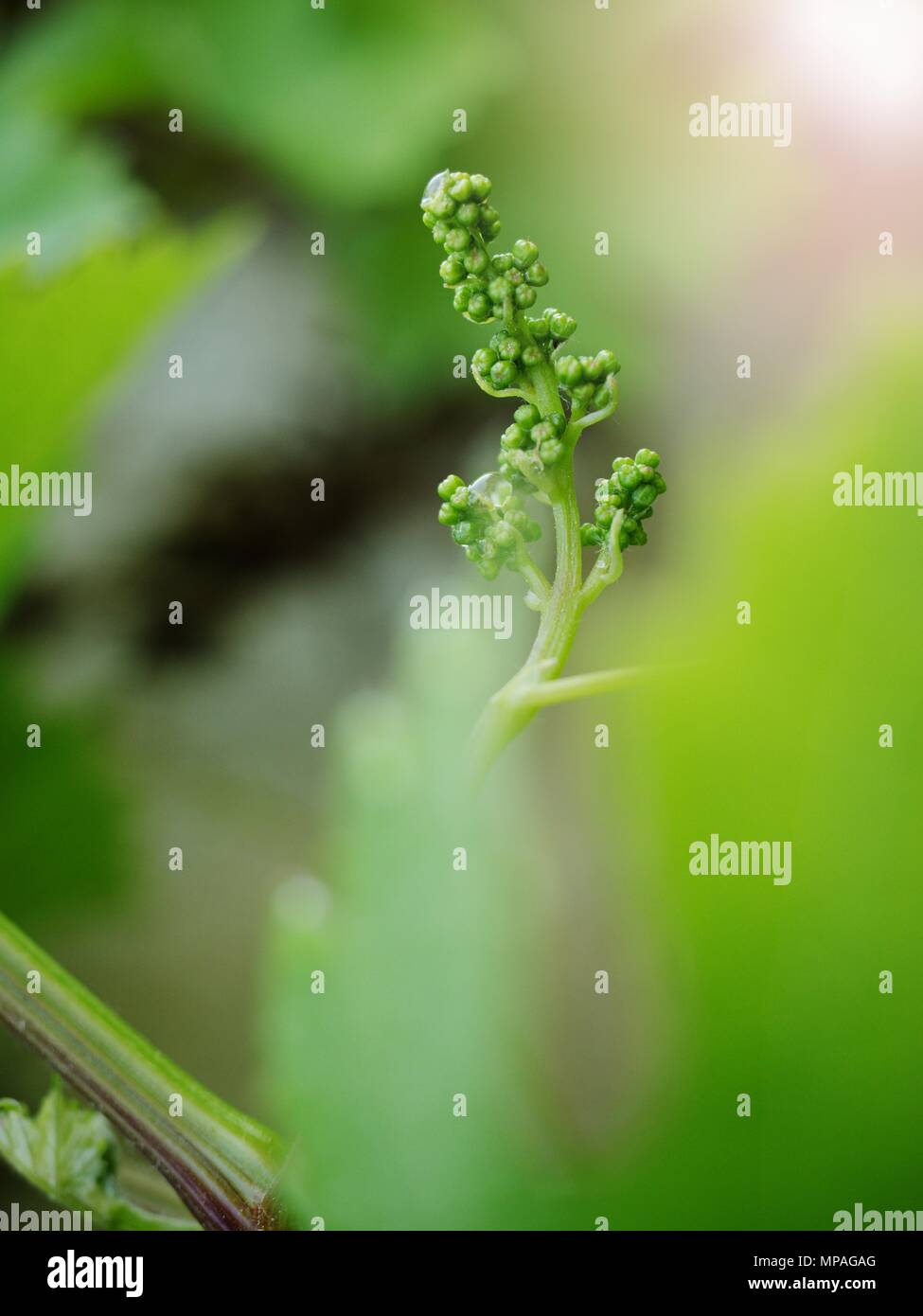 Sprout of vitis vinifera hi-res stock photography and images - Alamy